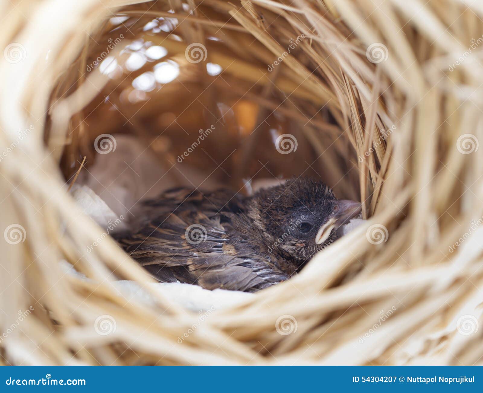 Mus in het nest stock afbeelding. Image of nieuw, zorg - 54304207