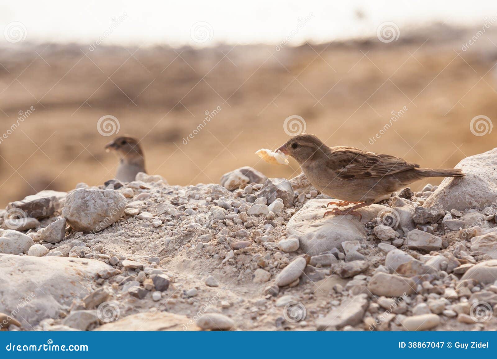 Mus met brood in zijn bek stock afbeelding. Image of schoonheid - 38867047