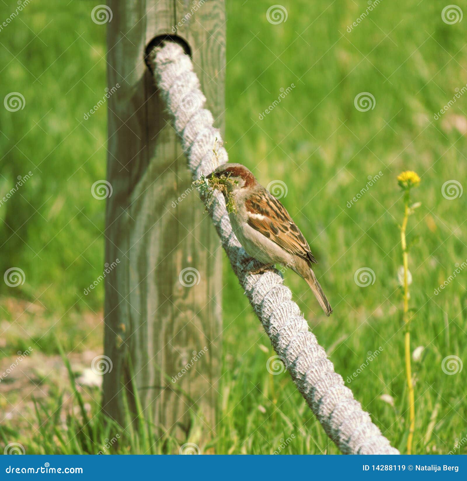 Mus met nestbouwmateriaal stock afbeelding. Image of huis - 14288119