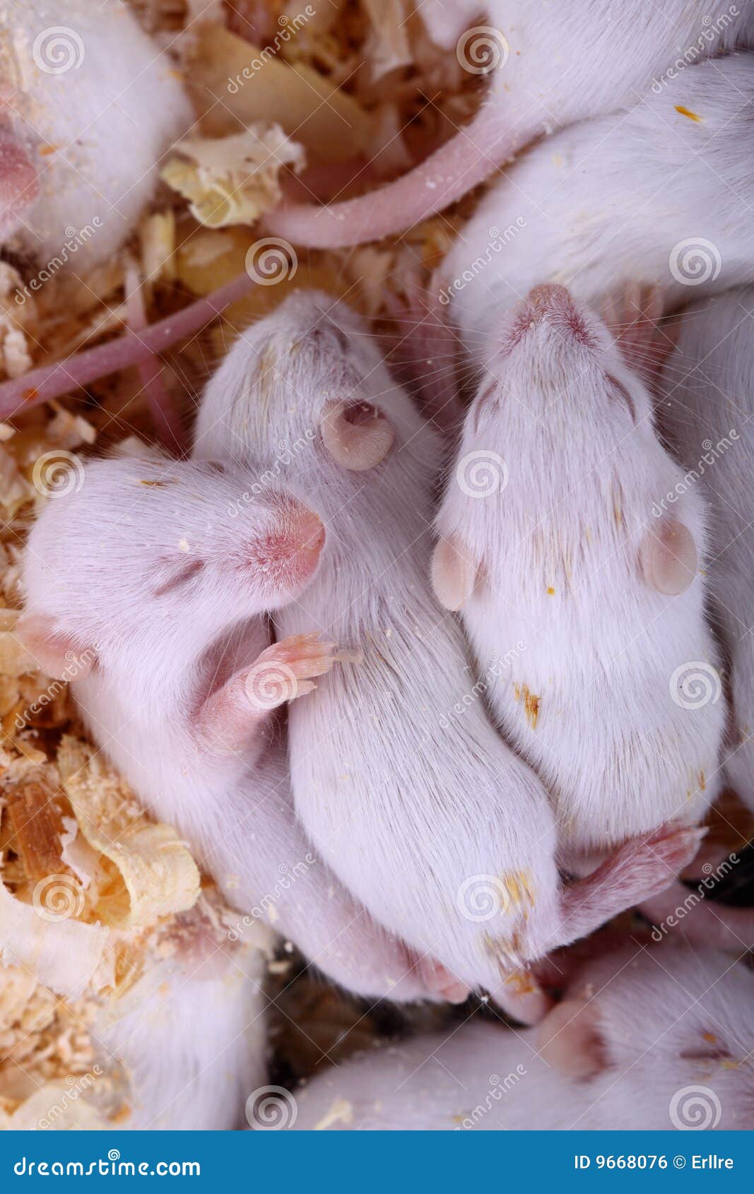 Mus musculus stock photo. Image of animal, medicine, medical - 9668076