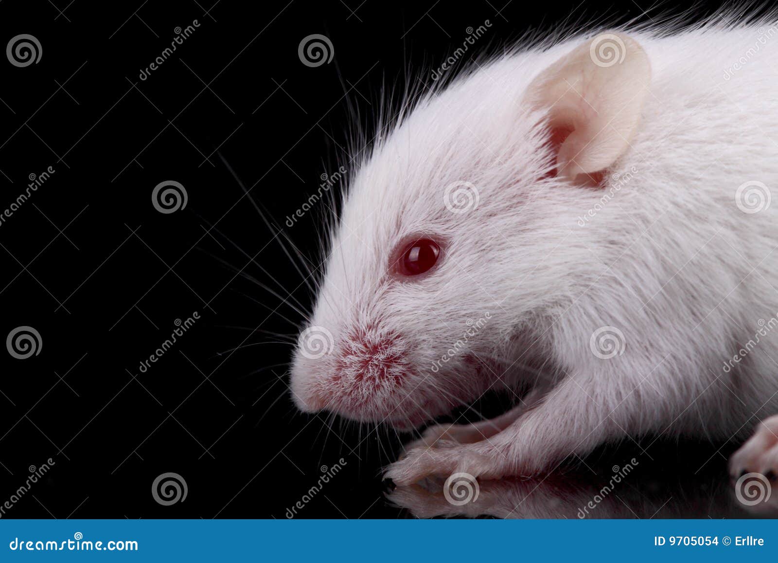 Mus musculus stock photo. Image of mammal, studio, experiment - 9705054