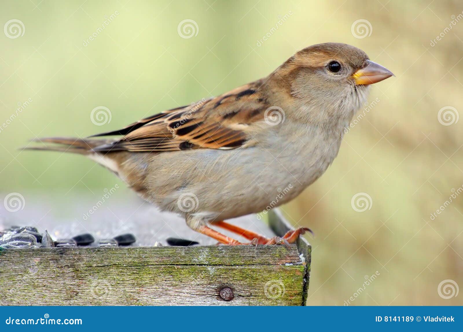 Mus in vogellijst stock afbeelding. Image of titelmuis - 8141189