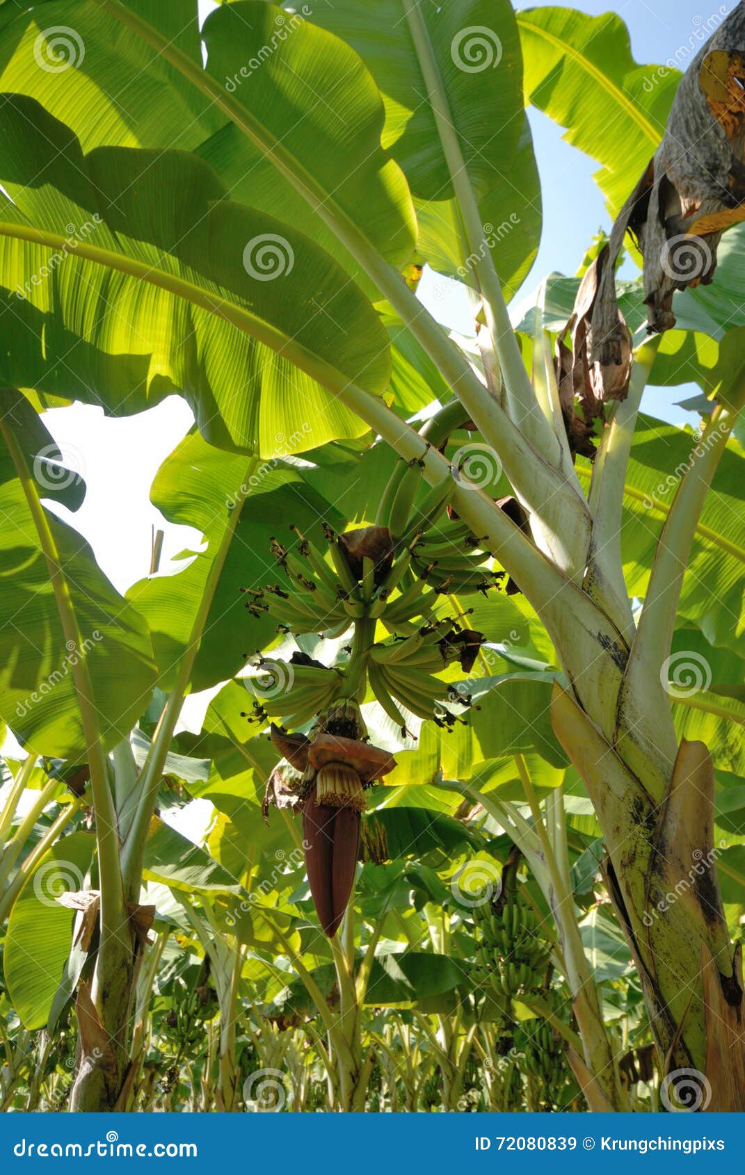 Musa acuminata banana stock image. Image of tropical - 72080839
