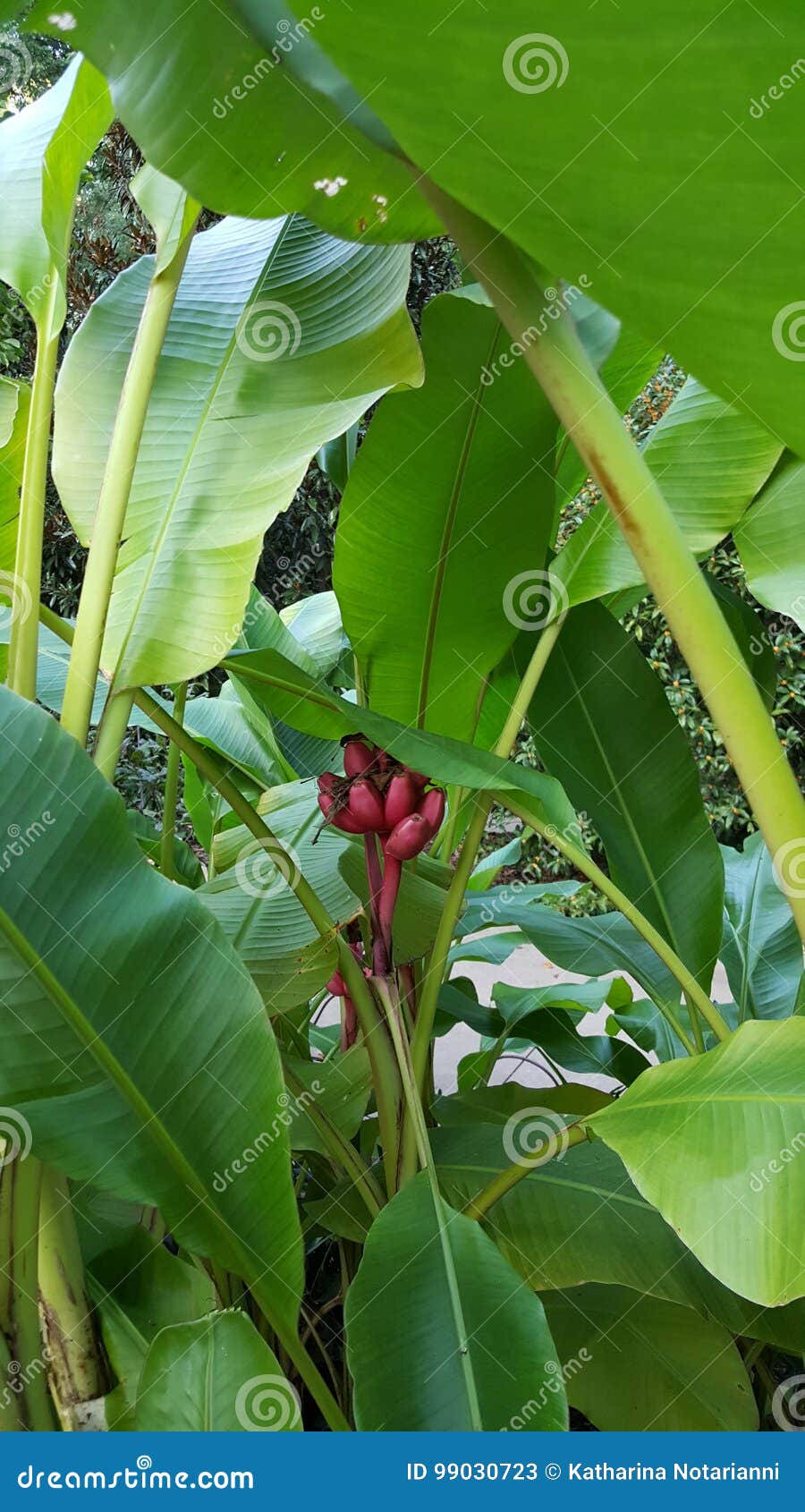 Musa Acuminata Fruttifero Del Banano Immagine Stock - Immagine di fogli ...
