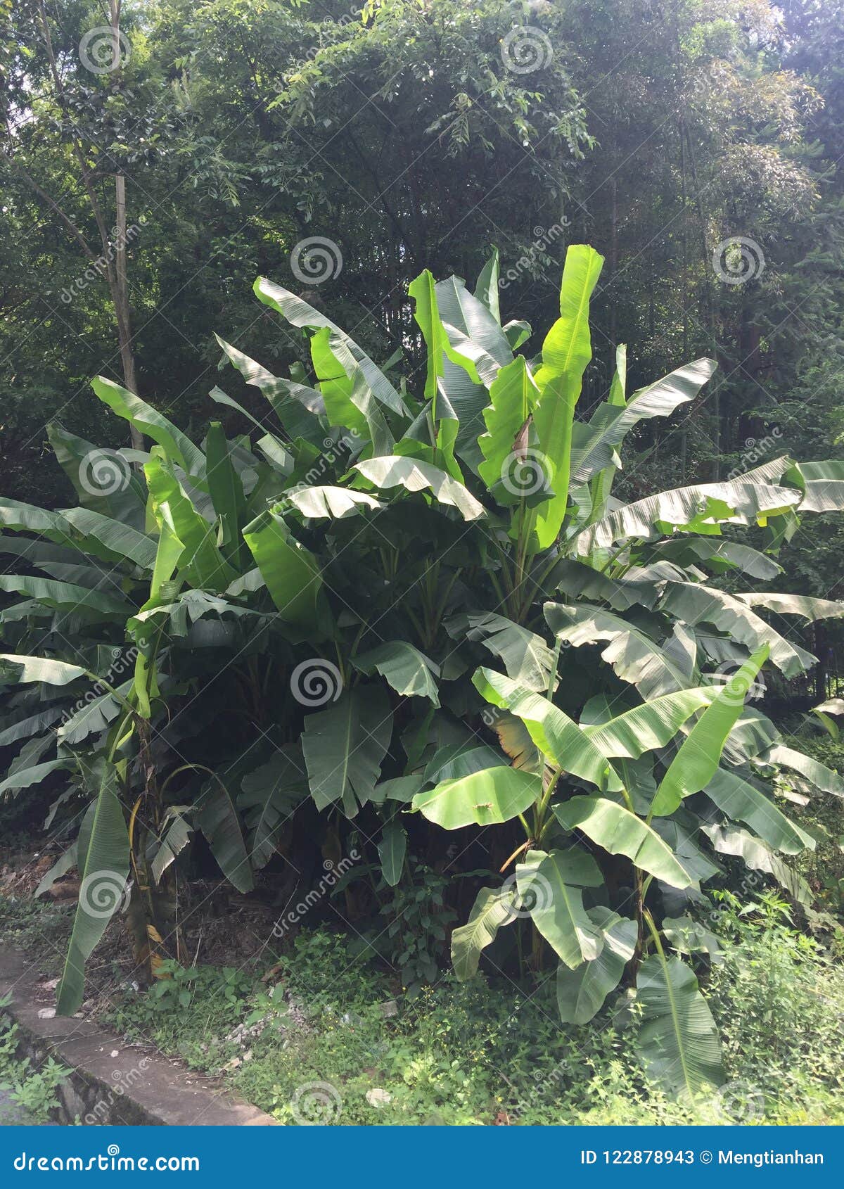 Musa-basjoo stockbild. Bild von leuchte, adern, weit - 122878943