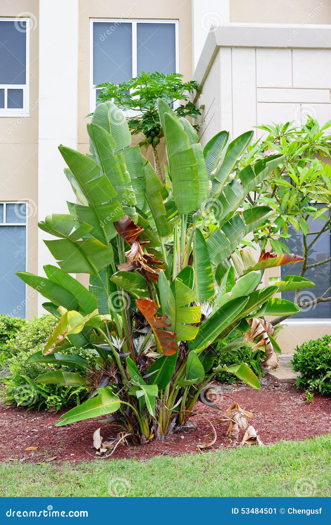 Musa Basjoo, Banano Giapponese Immagine Stock - Immagine di macro ...