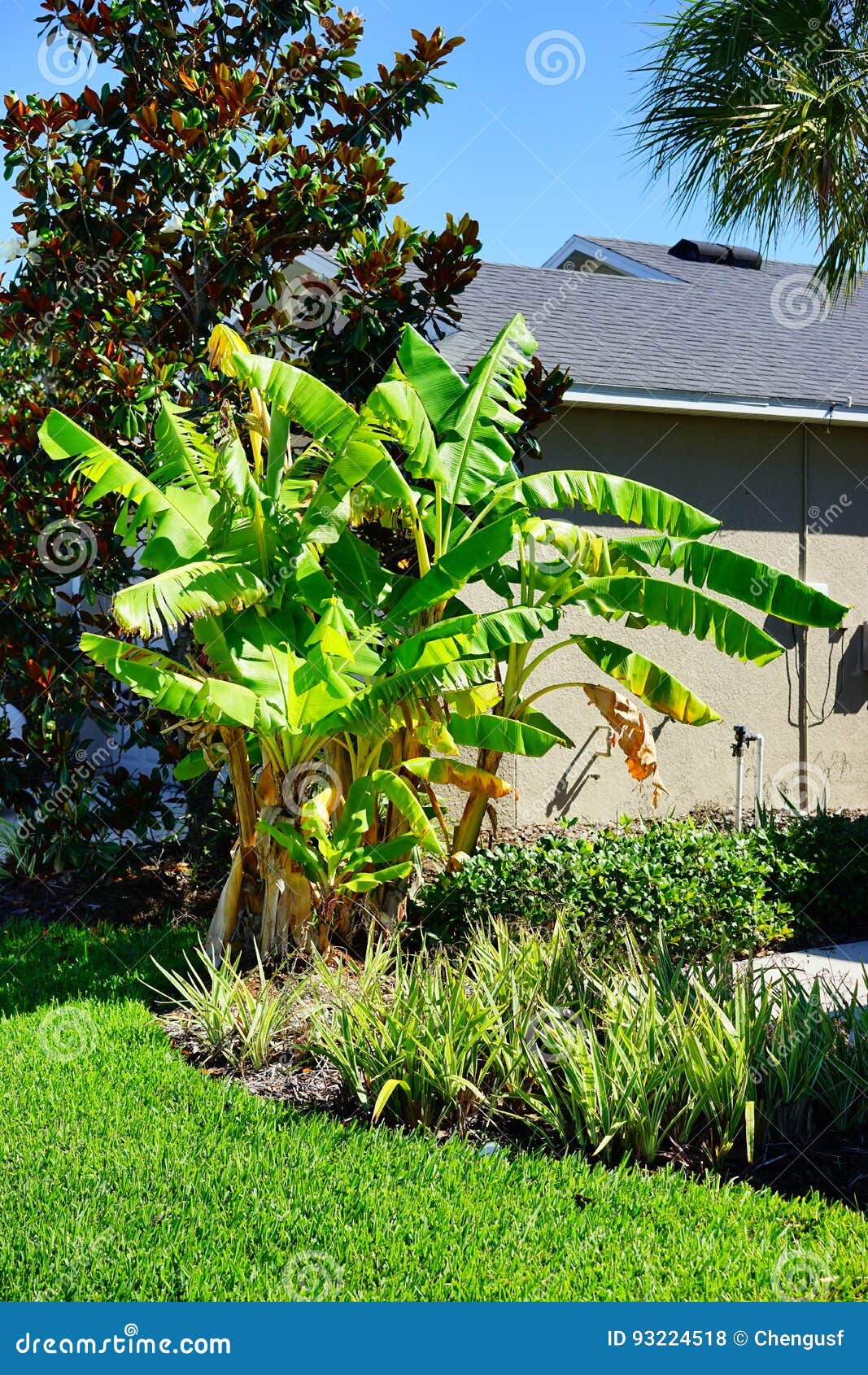 Musa Basjoo, Banano Giapponese Fotografia Stock - Immagine di corteccia ...