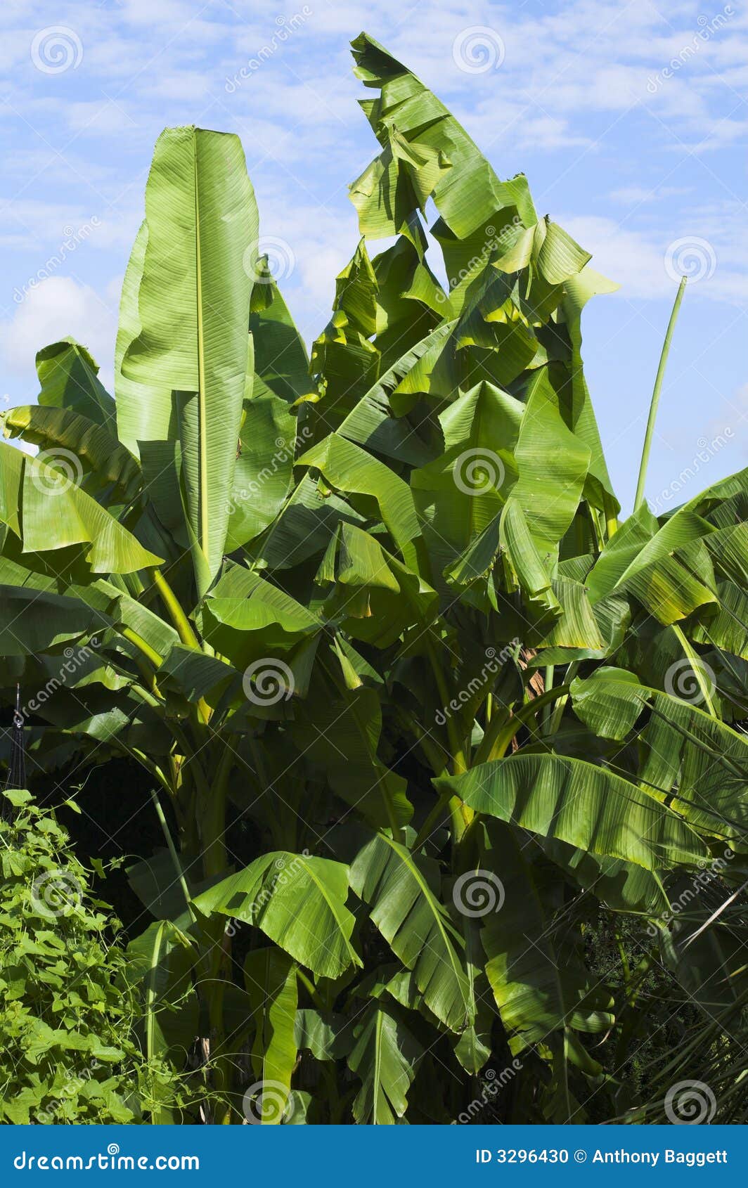Musa Basjoo, Japanese Banana Tree Royalty-Free Stock Image ...