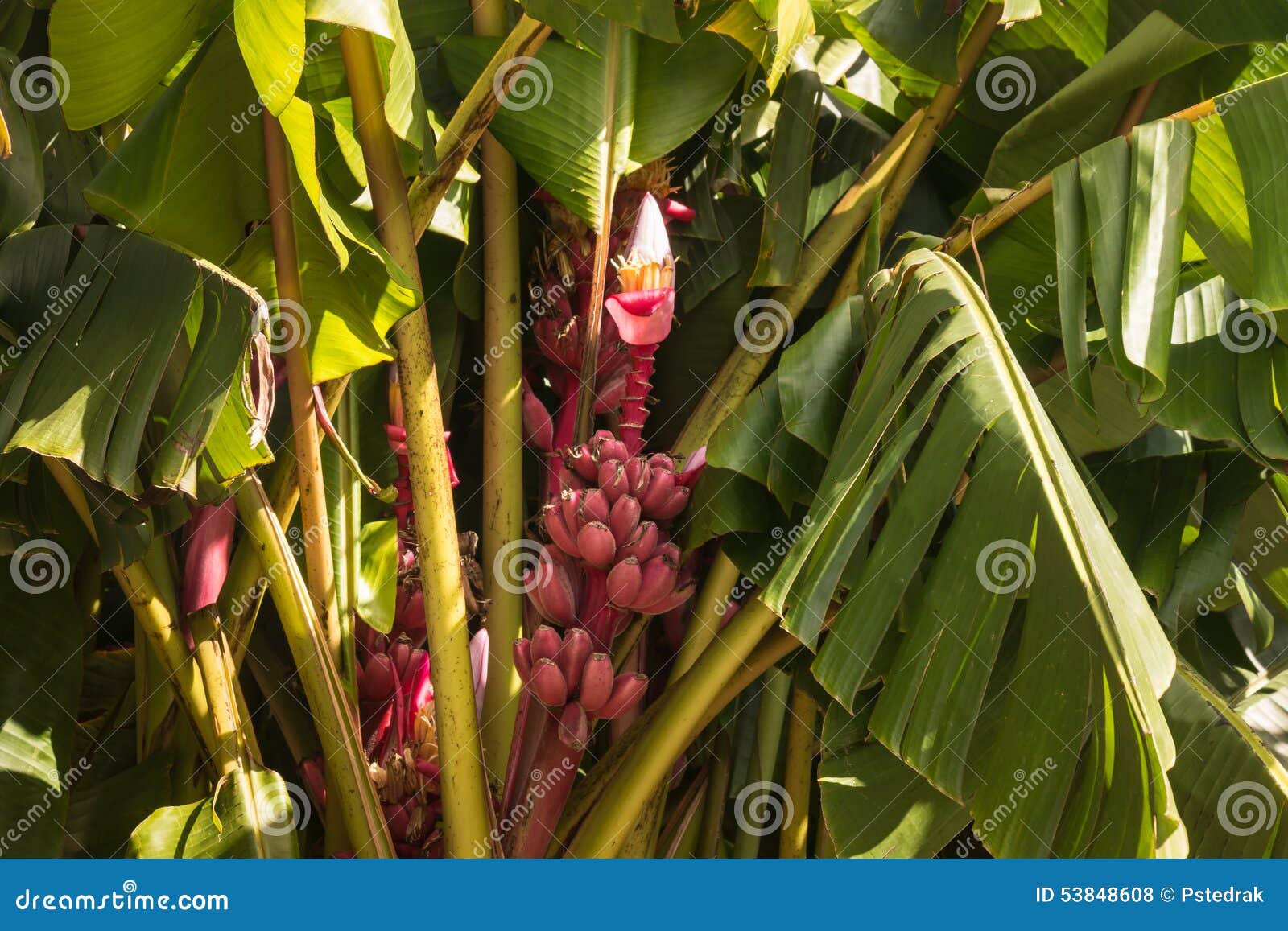 Musa Velutina Banana Tree Stock Photography | CartoonDealer.com #79851578