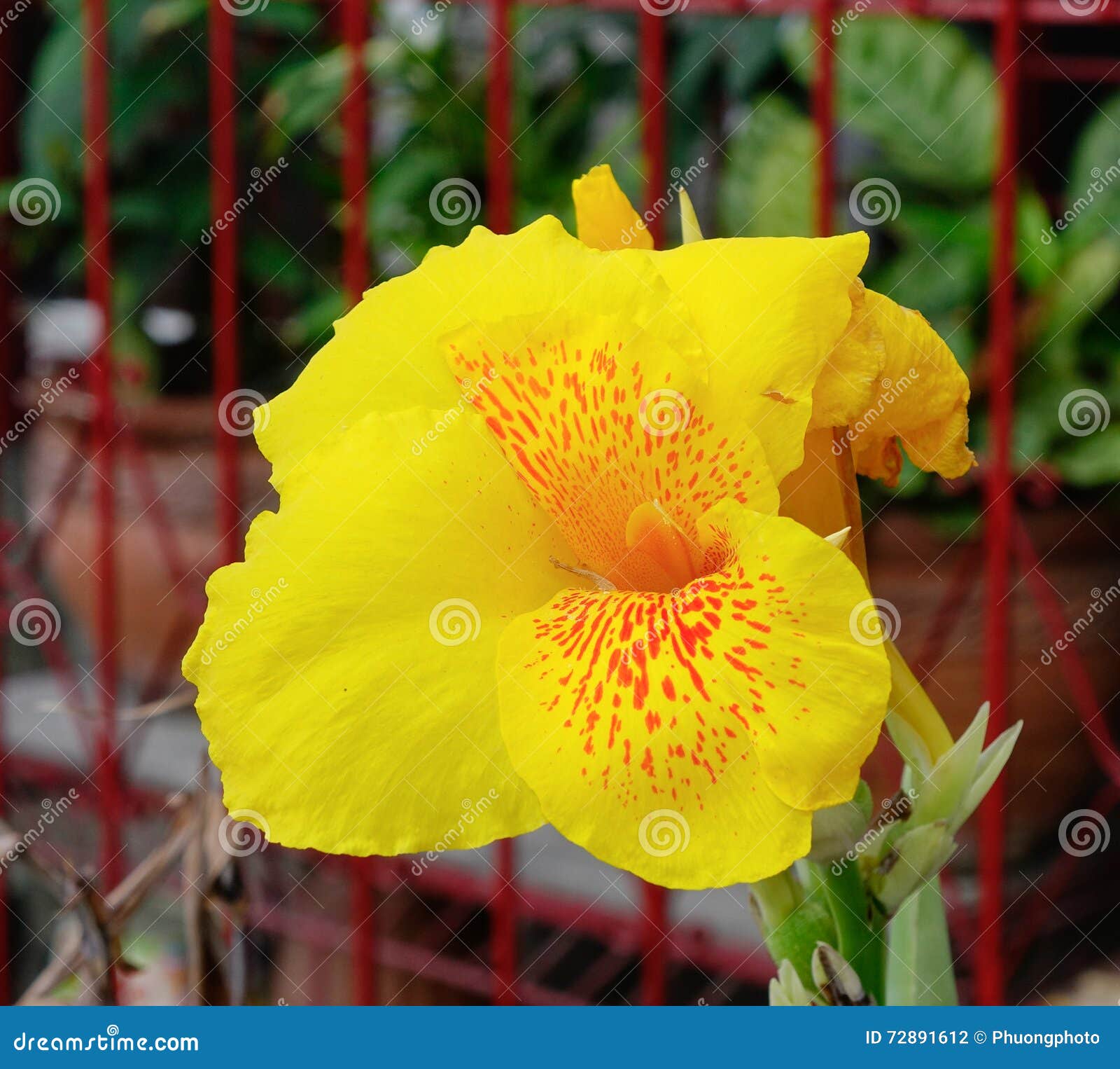 Musaceae Flower at the Park in Manila, Philippines Stock Photo - Image ...