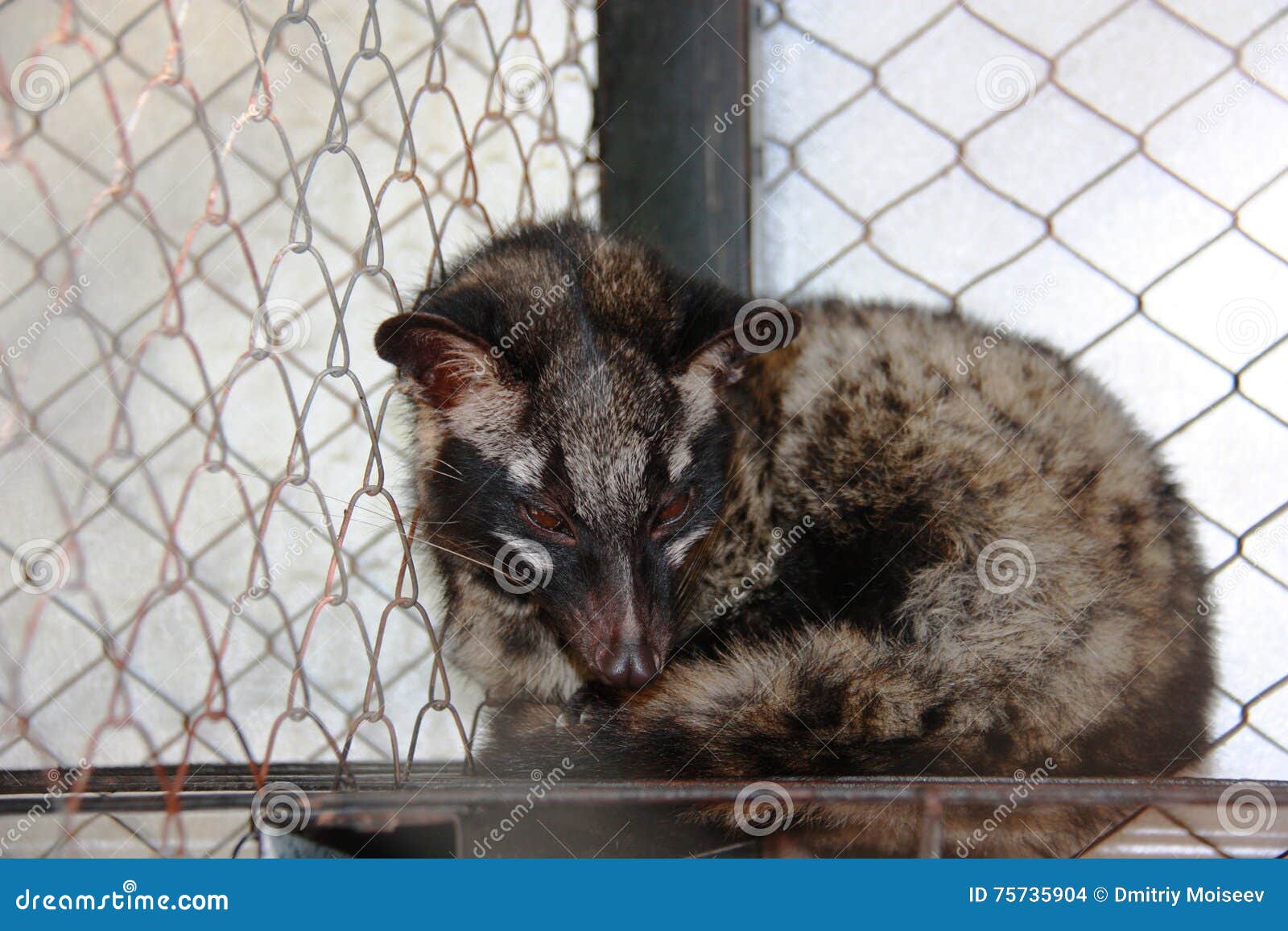 Musang stock photo. Image of mammals, fauna, coffee, agriculture - 75735904