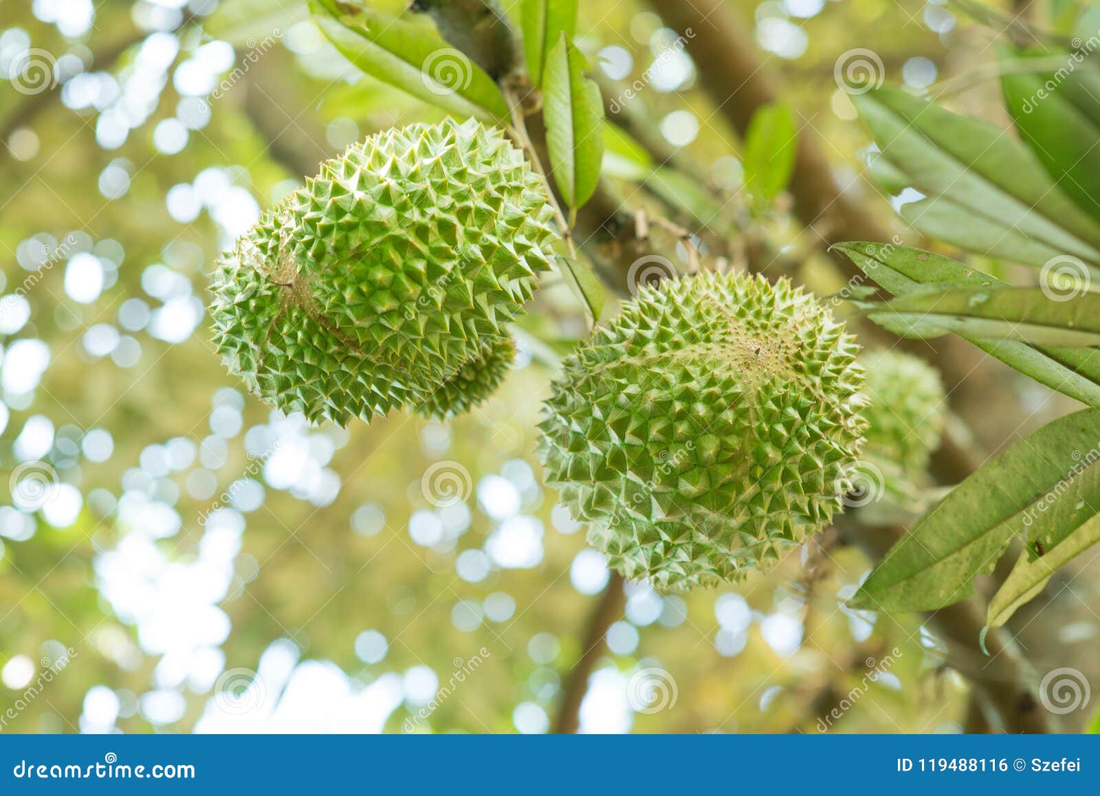 Musang King Durian Close Up. Stock Photo - Image of organic ...