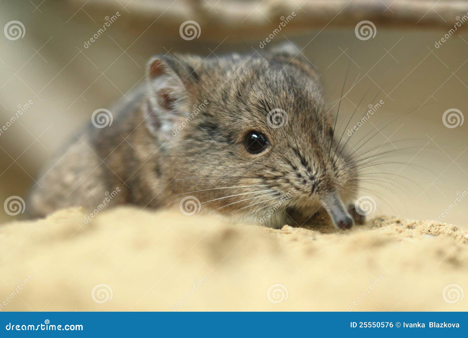 Musaraña Short-eared Del Elefante Foto de archivo - Imagen de cubo ...