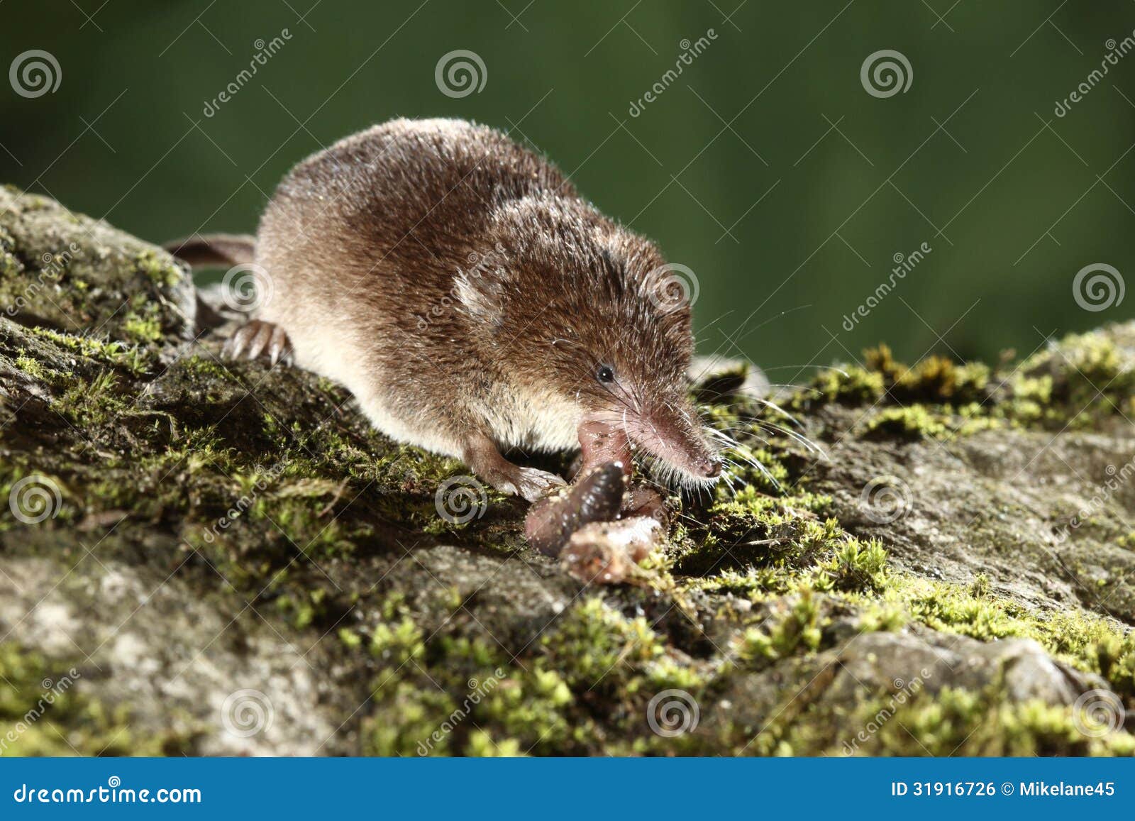 Musaraigne Commune, Araneus De Sorex Photo stock - Image of petit ...