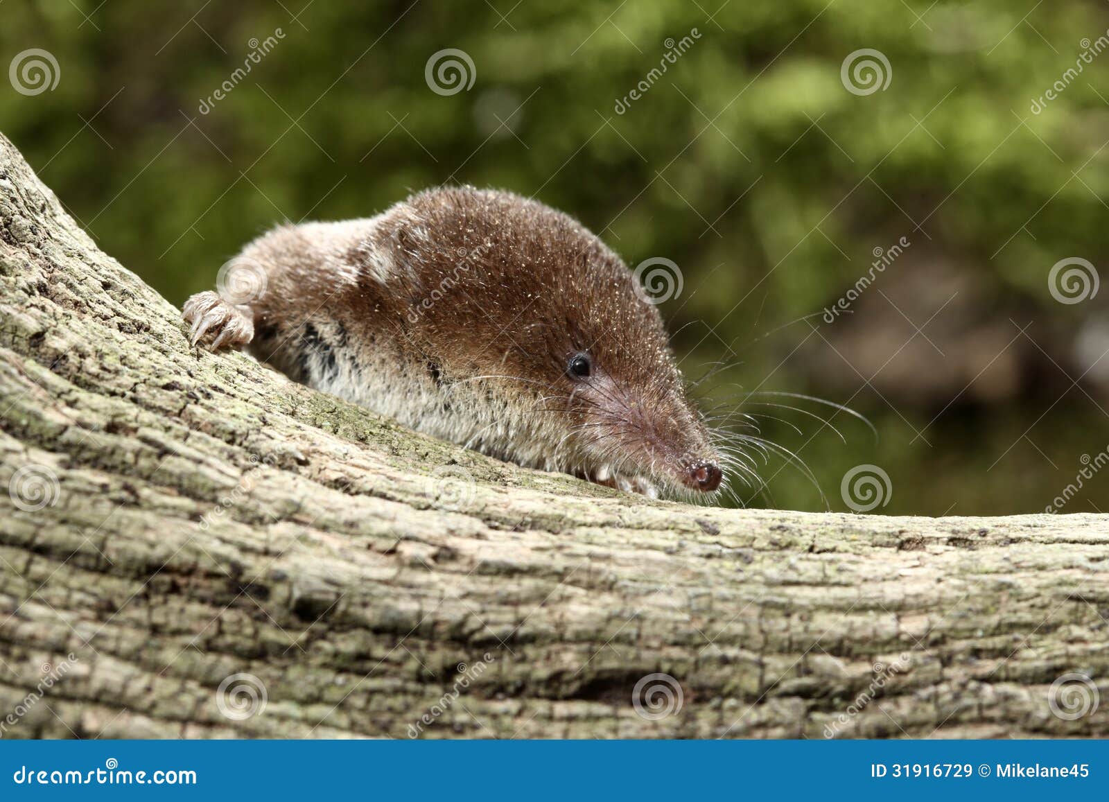 Musaraigne Commune, Araneus De Sorex Image stock - Image du faune ...