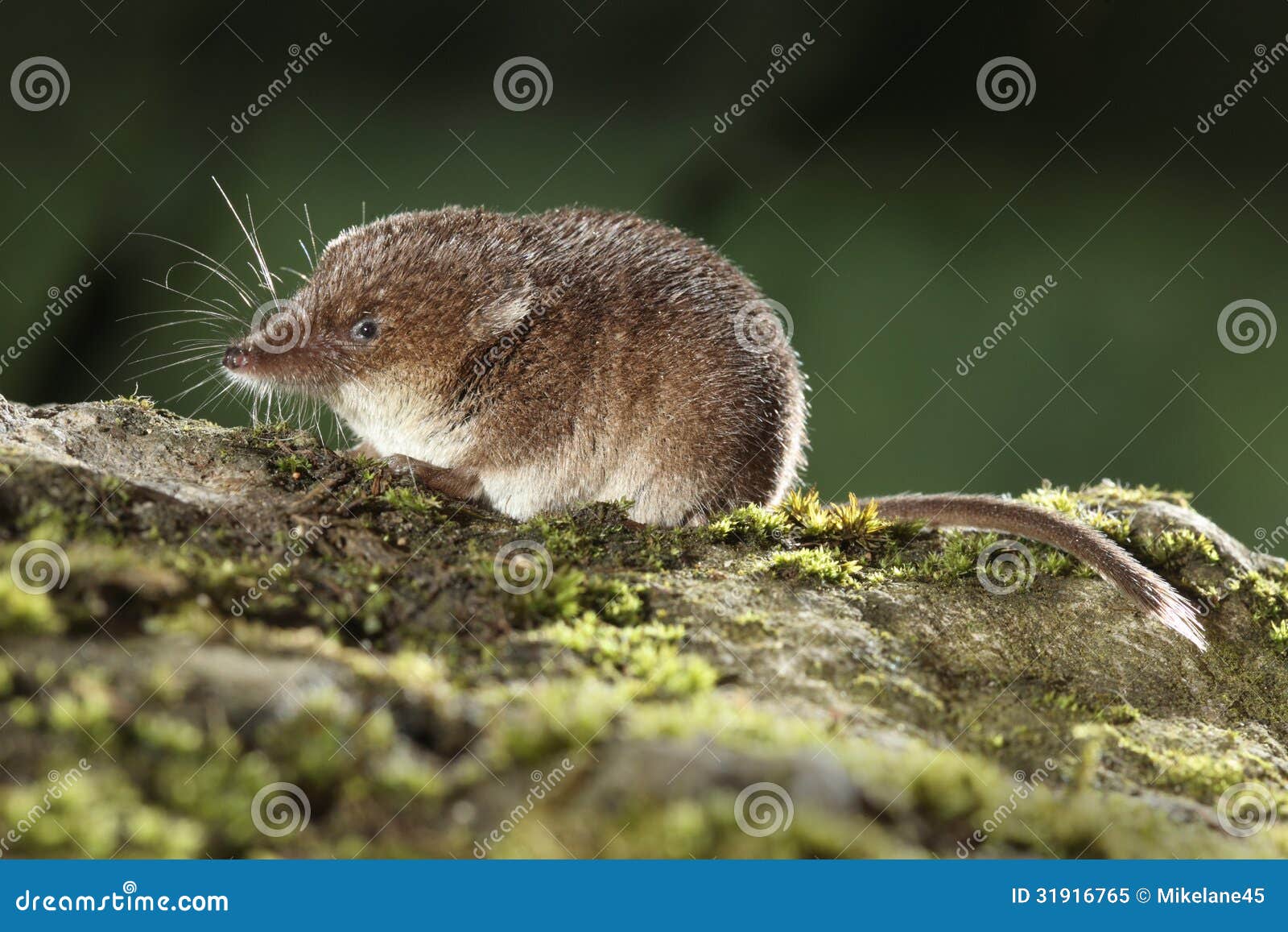 Musaraigne Commune, Araneus De Sorex Image stock - Image du faune ...