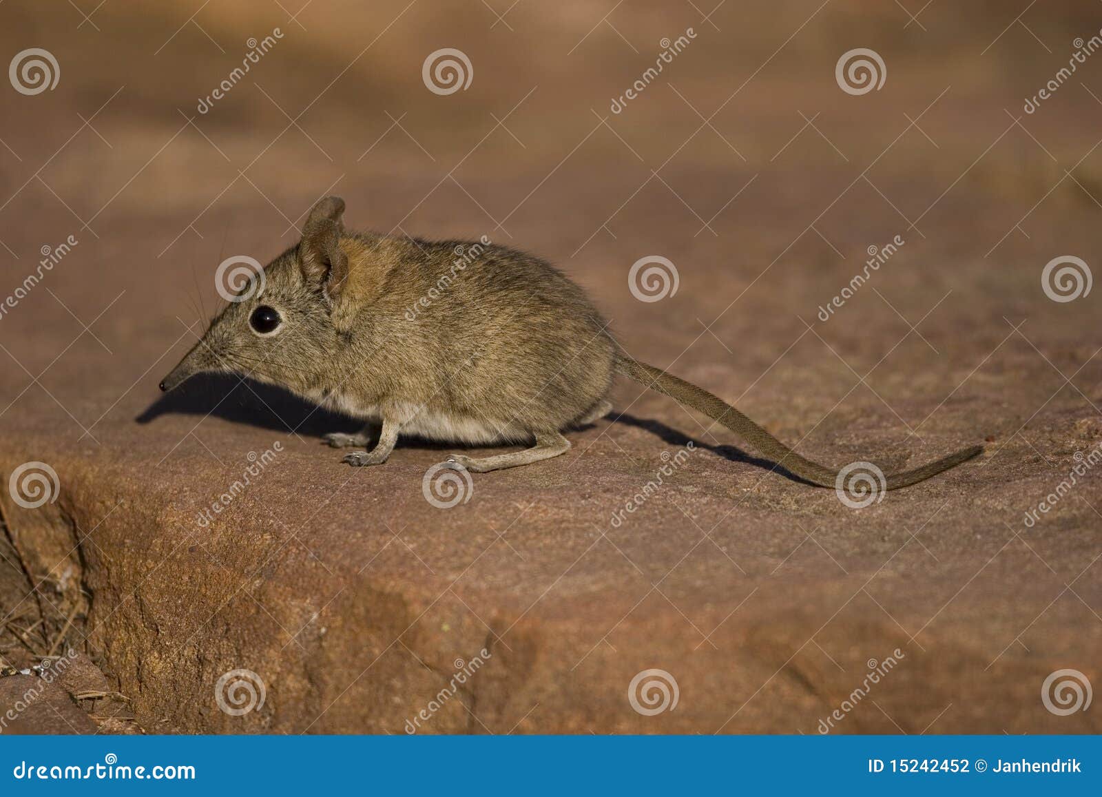 Musaraigne d'éléphant photo stock. Image du nature, animaux - 15242452