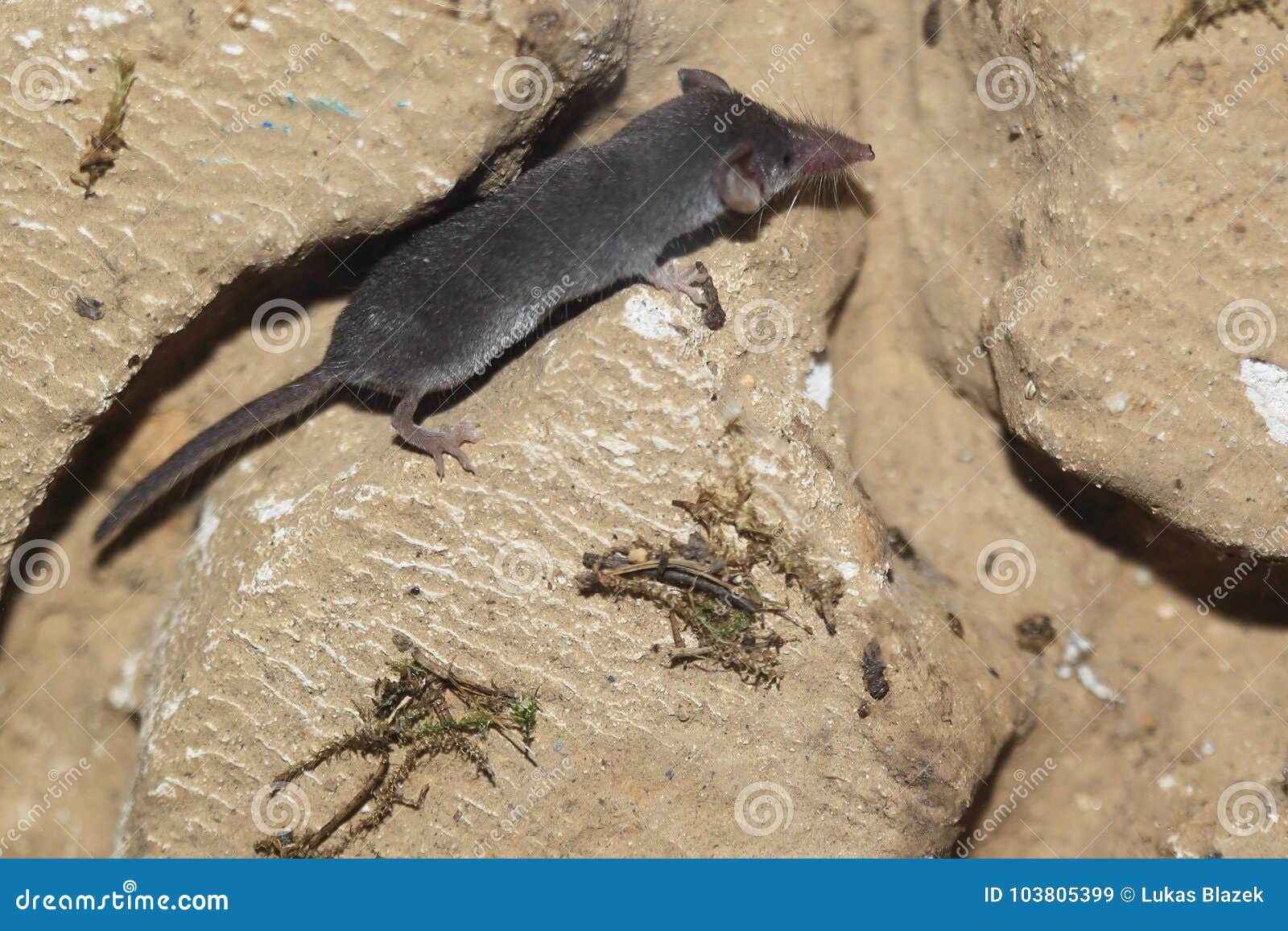 Musaranho Branco-dentado Do Pigmeu Imagem de Stock - Imagem de branco ...