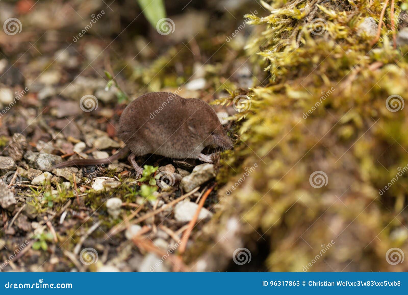 Musaranho Comum, Araneus Do Sorex Imagem de Stock - Imagem de vermelho ...