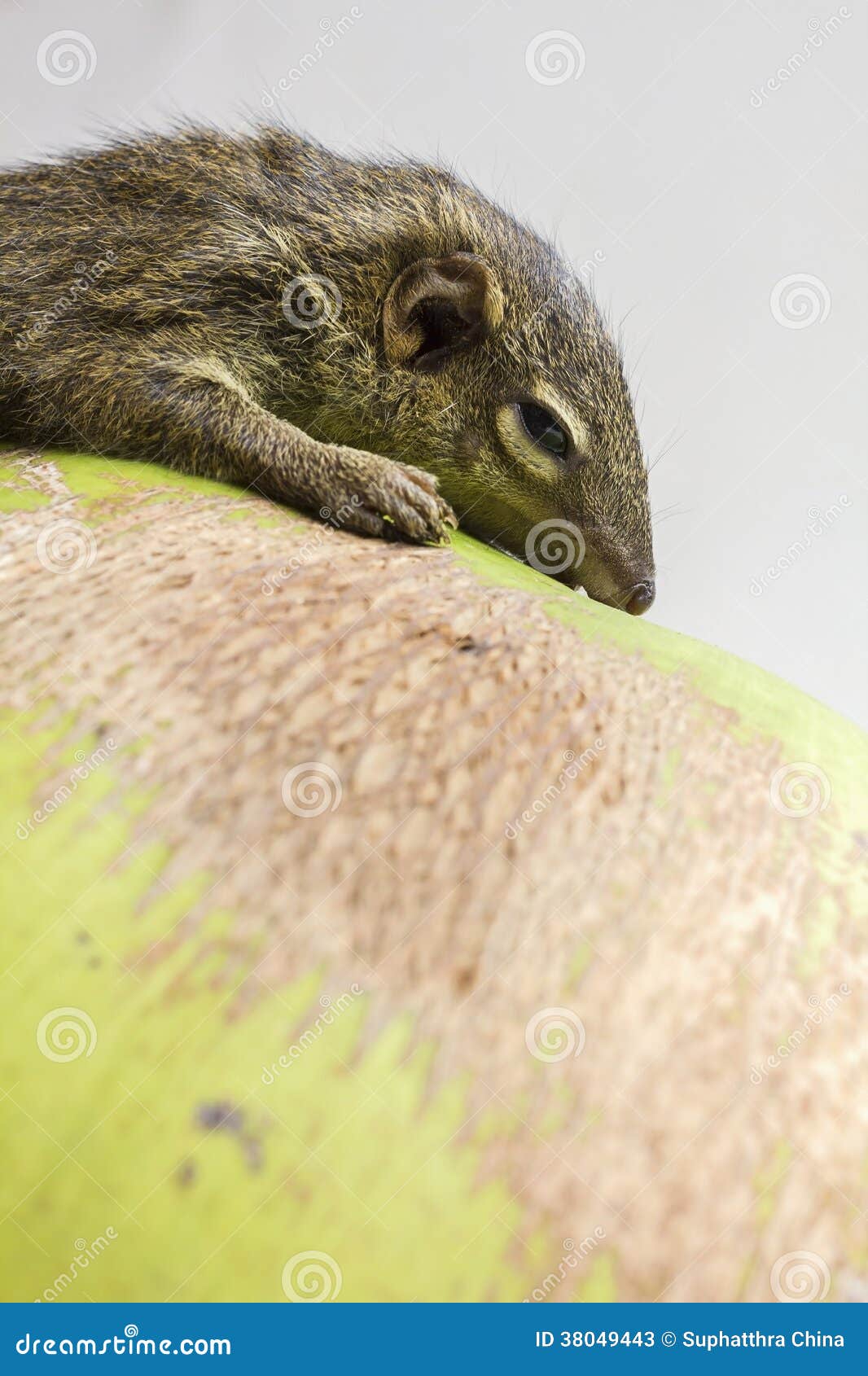 Musaranho de árvore imagem de stock. Imagem de roedor - 38049443