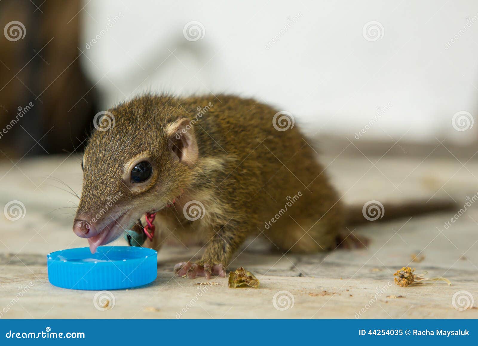 Musaranho de árvore imagem de stock. Imagem de vida, beleza - 44254035