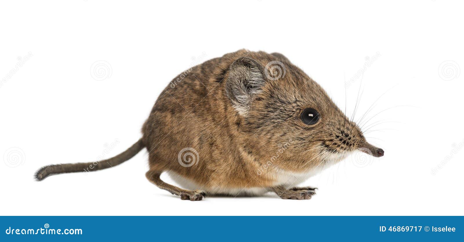 Musaranho Do Elefante - Proboscideus De Macroscelides - Isolado No ...