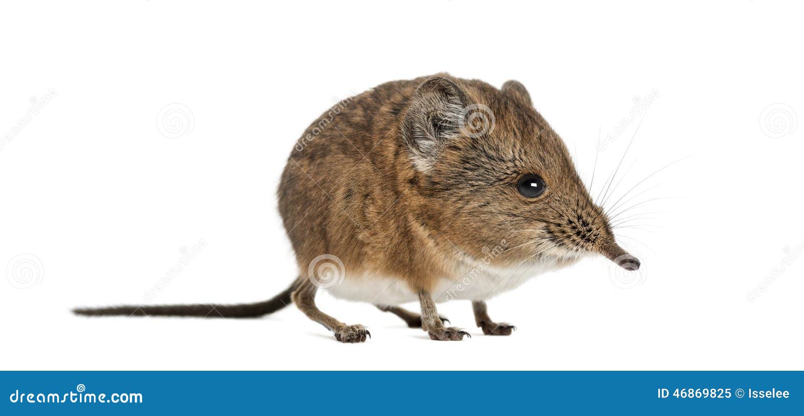 Musaranho Do Elefante - Proboscideus De Macroscelides - Isolado No ...