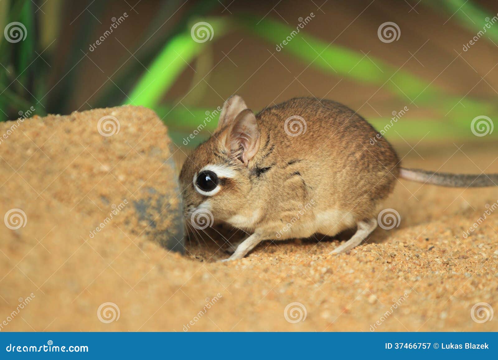 Musaranho Rufous Do Elefante Imagem de Stock - Imagem de elefante ...