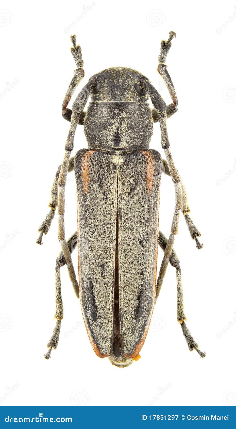 Musaria tirellii isolated stock image. Image of tirellii - 17851297