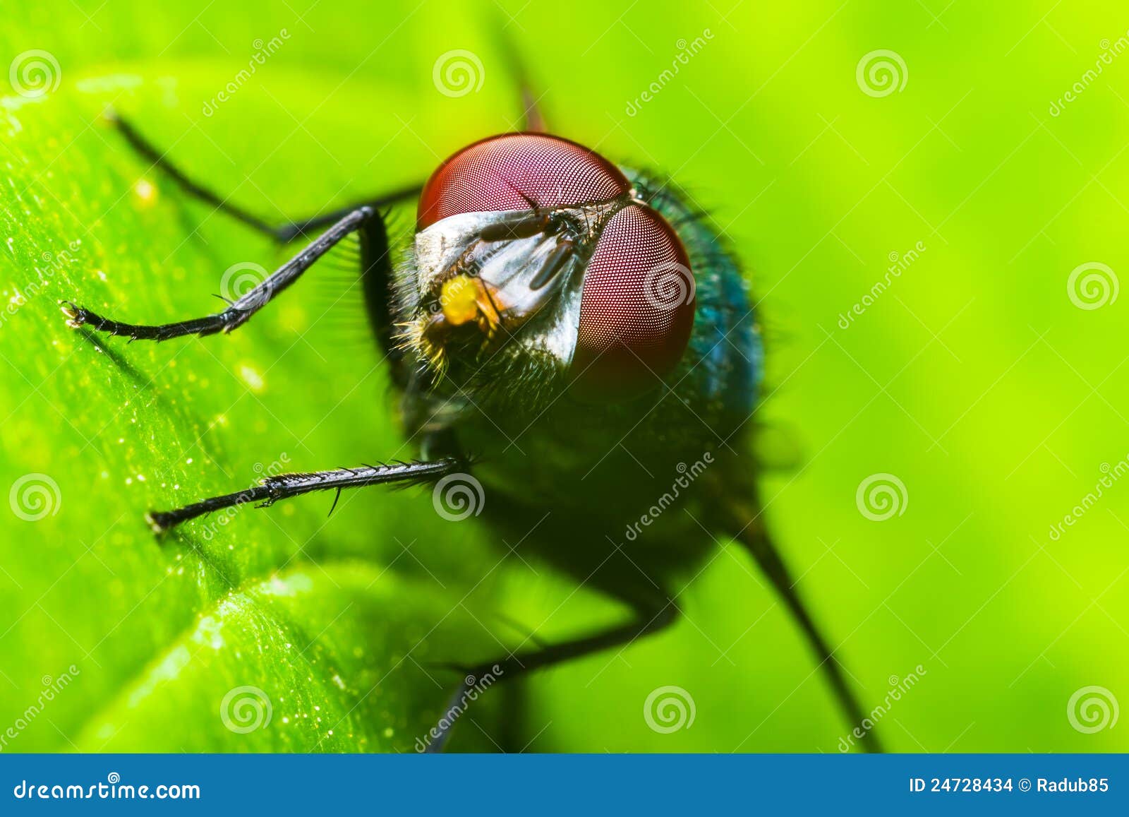 Musca Domestica stock photo. Image of environment, closeup - 24728434