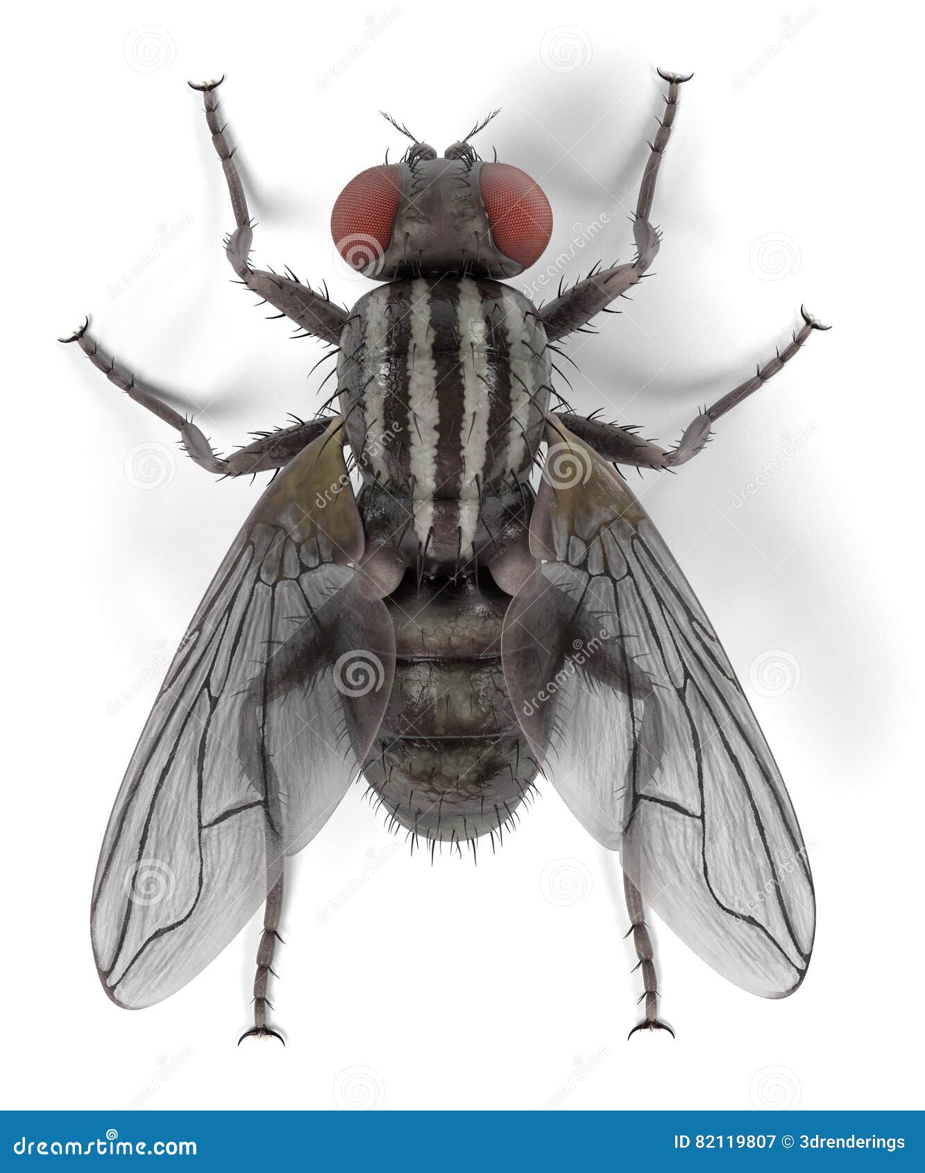 Musca Domestica - Common Fly Stock Illustration - Illustration of ...