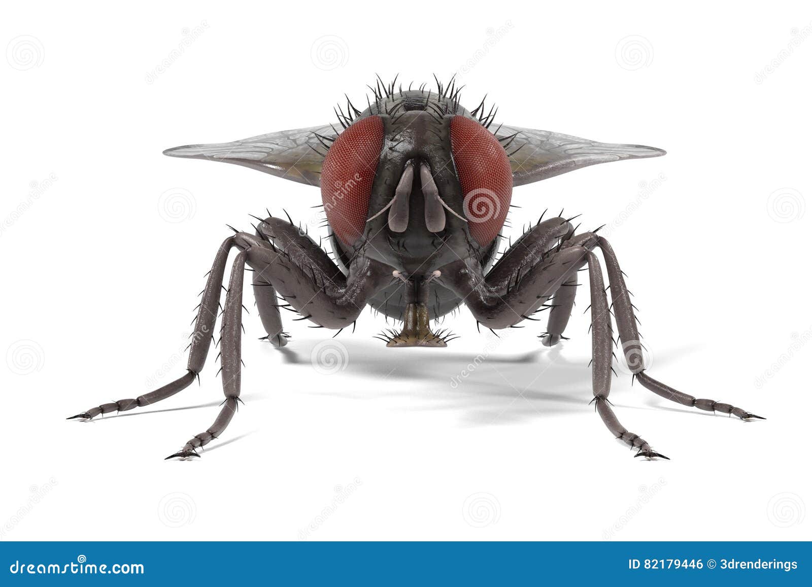 Fly. Musca Domestica Insect. A Realistic Fly Cartoon Vector ...