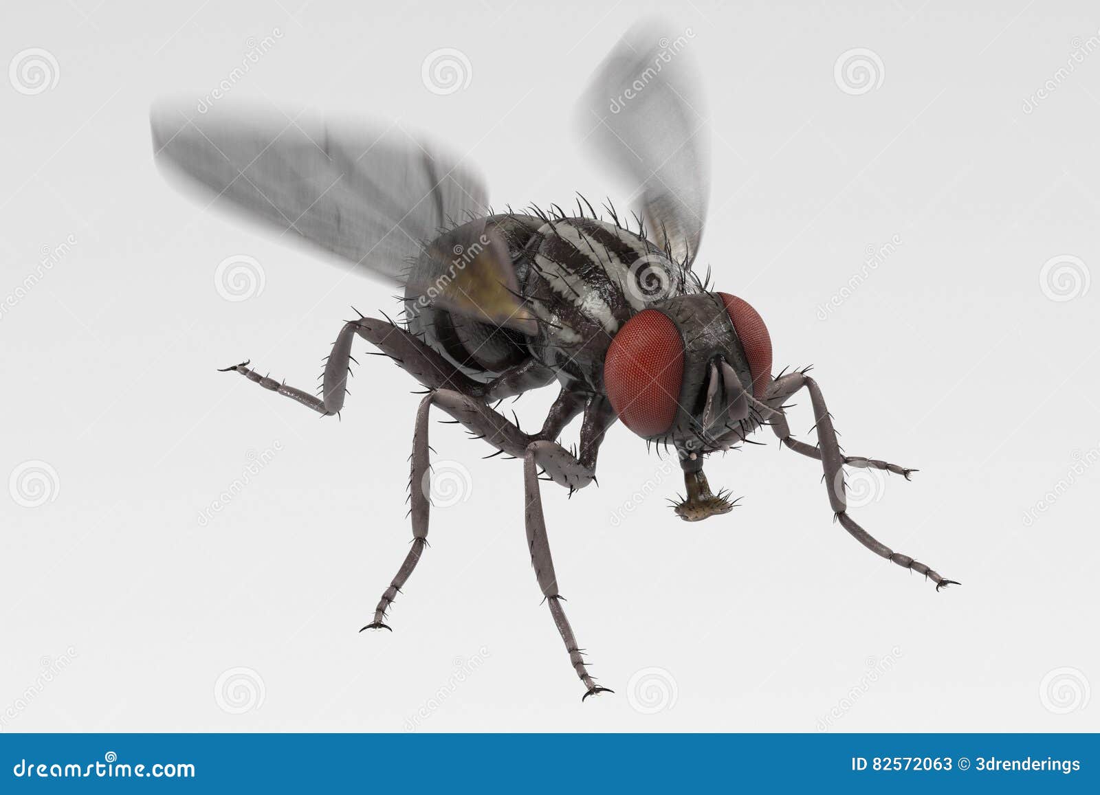 Musca Domestica - Common Fly Stock Illustration - Illustration of dead ...