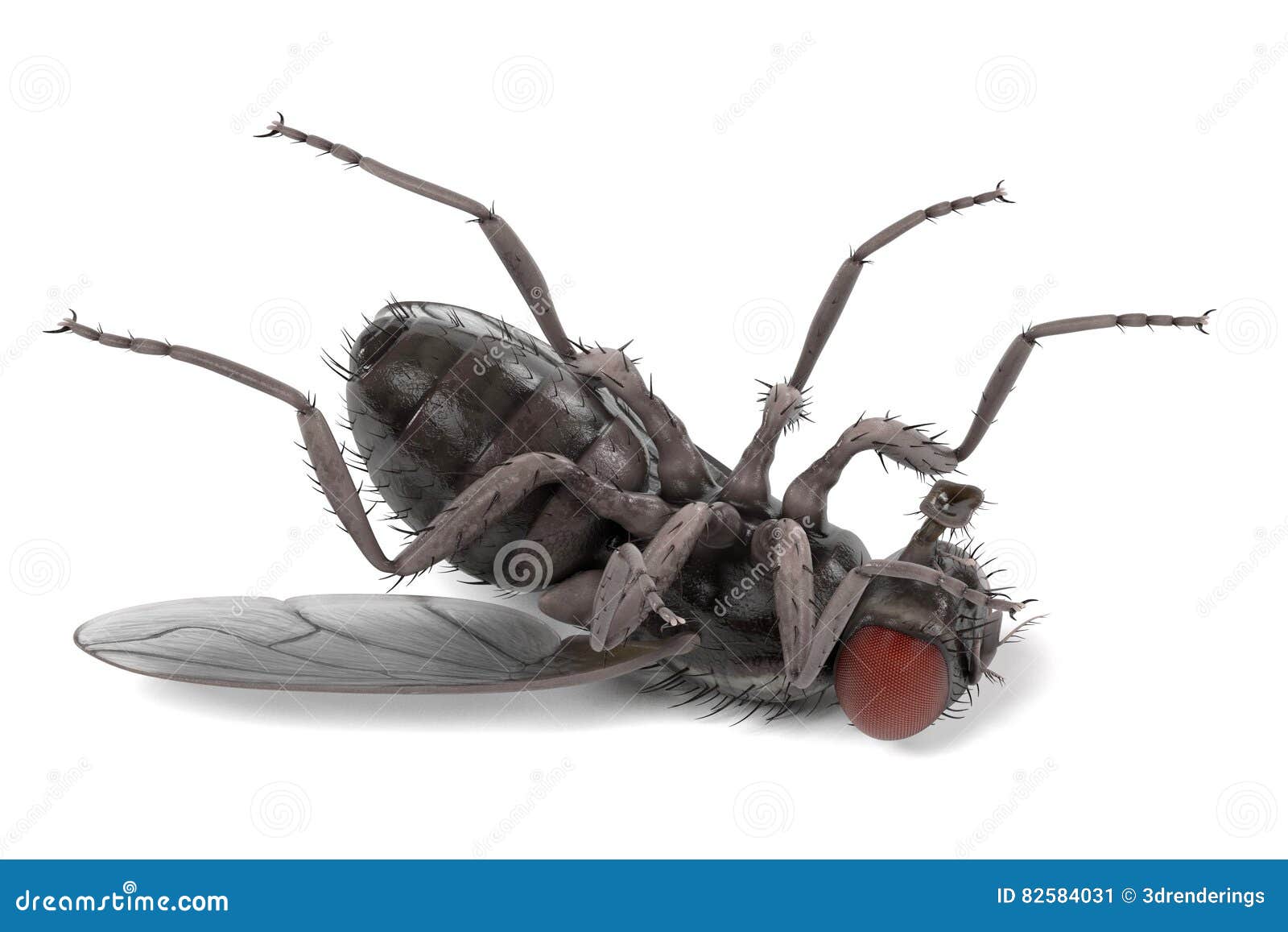 Fly. Musca Domestica Insect. A Realistic Fly Cartoon Vector ...