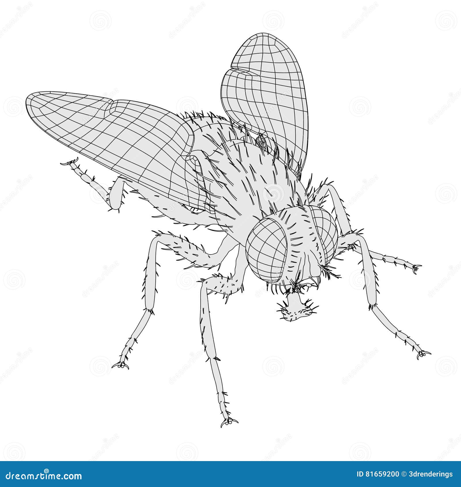Musca domestica stock illustration. Illustration of cartoon - 81659200
