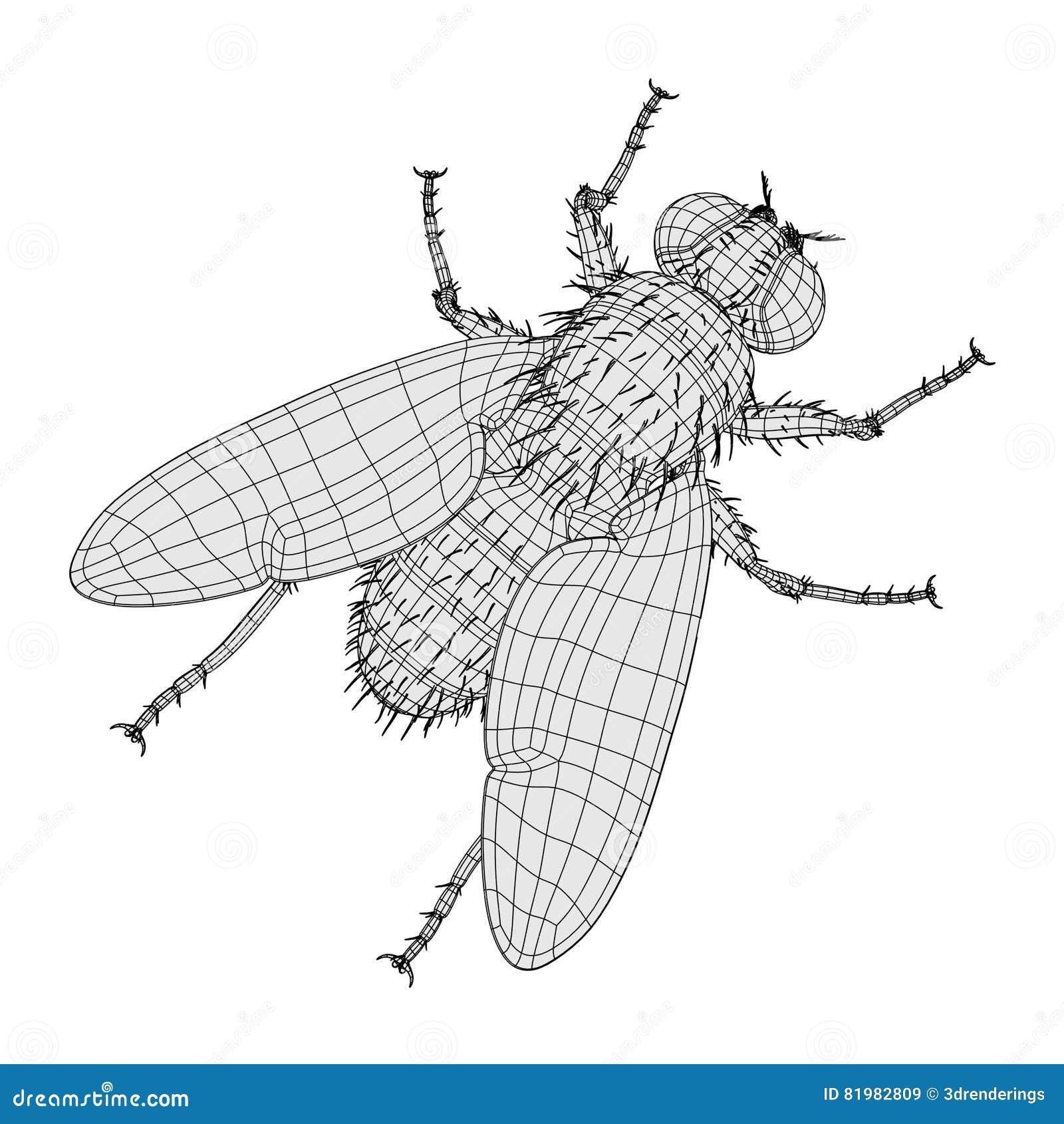 Musca domestica stock illustration. Illustration of insect - 81982809