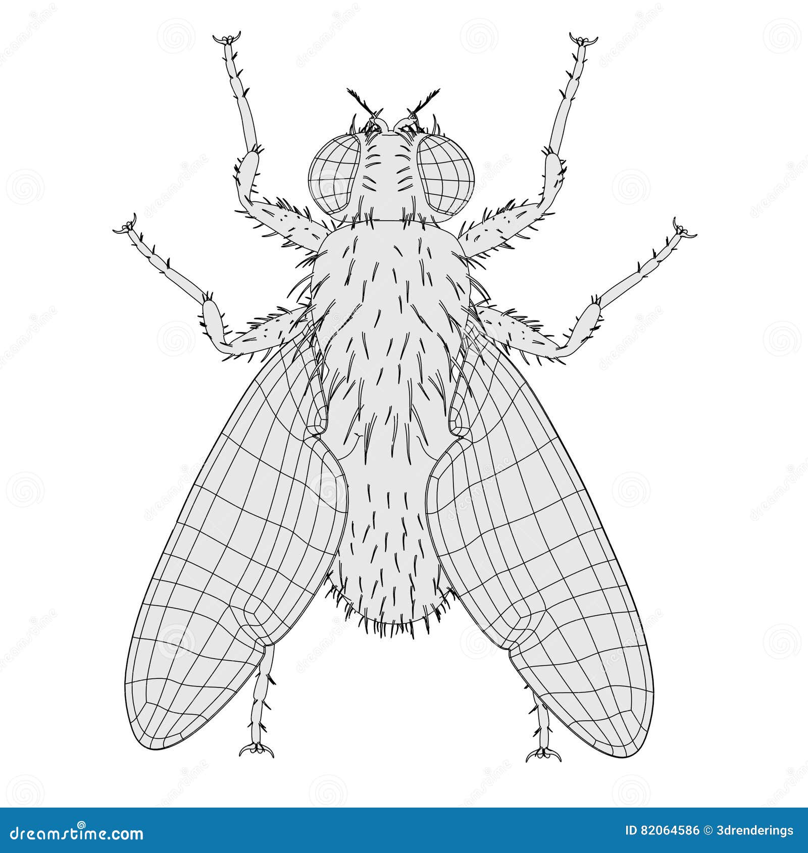 Musca domestica stock illustration. Illustration of disease - 82064586