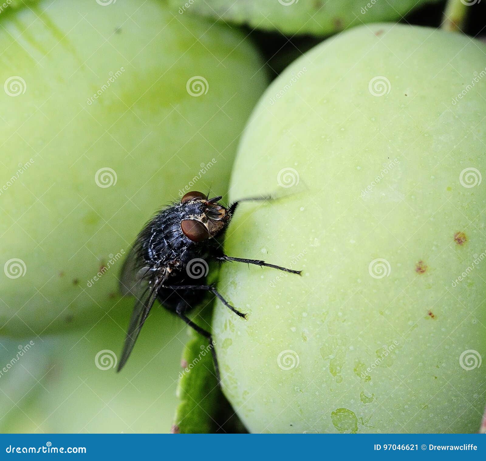 Musca Domestica - Mosca Della Casa Immagine Stock - Immagine di casa ...