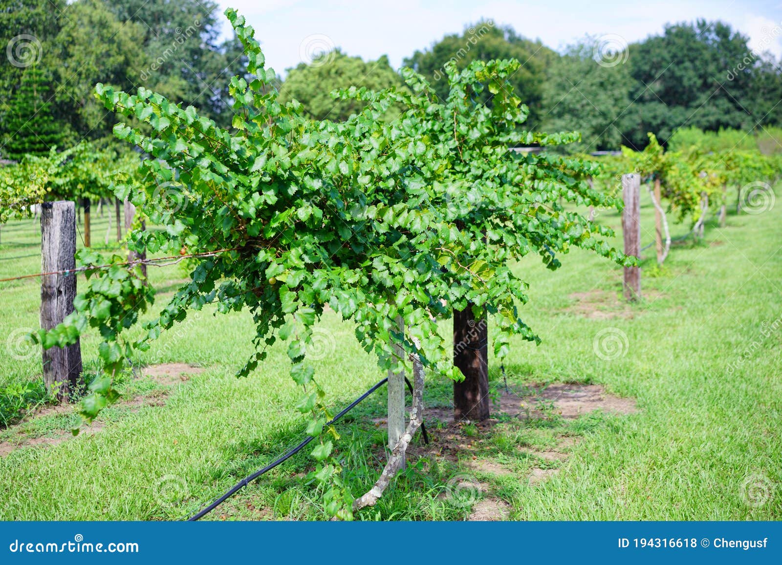 Muscadine Grape Tree in the Harvest Season in Florida Stock Photo ...