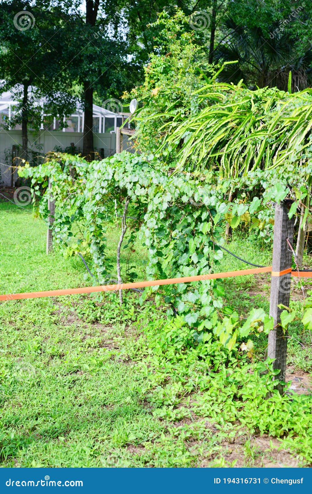 Muscadine Grape Tree in the Harvest Season in Florida Stock Image ...