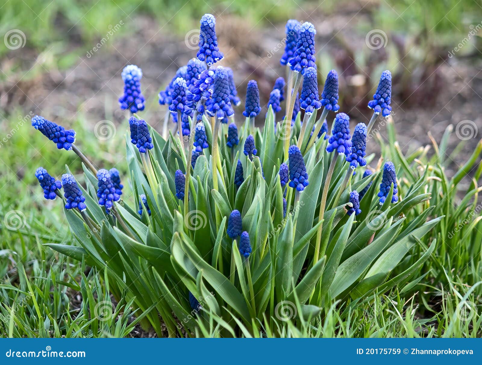 Muscari stock image. Image of bush, snowdrop, garden - 20175759