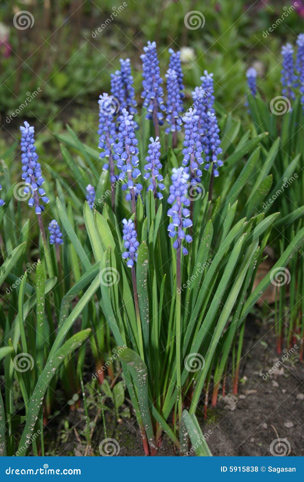 Muscari stock photo. Image of petal, flora, valentine - 5915838
