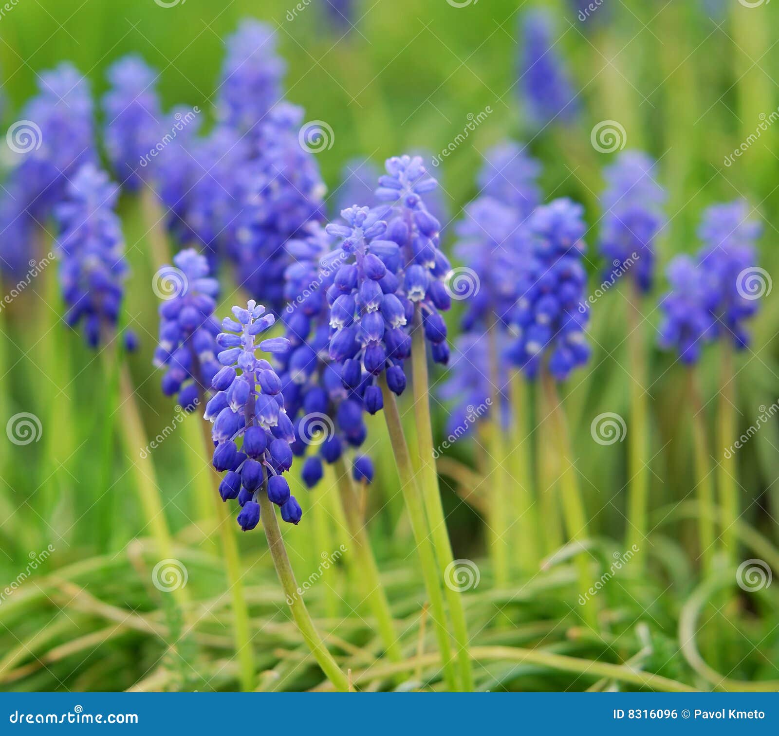 Muscari armeniacum stock photo. Image of color, green - 8316096