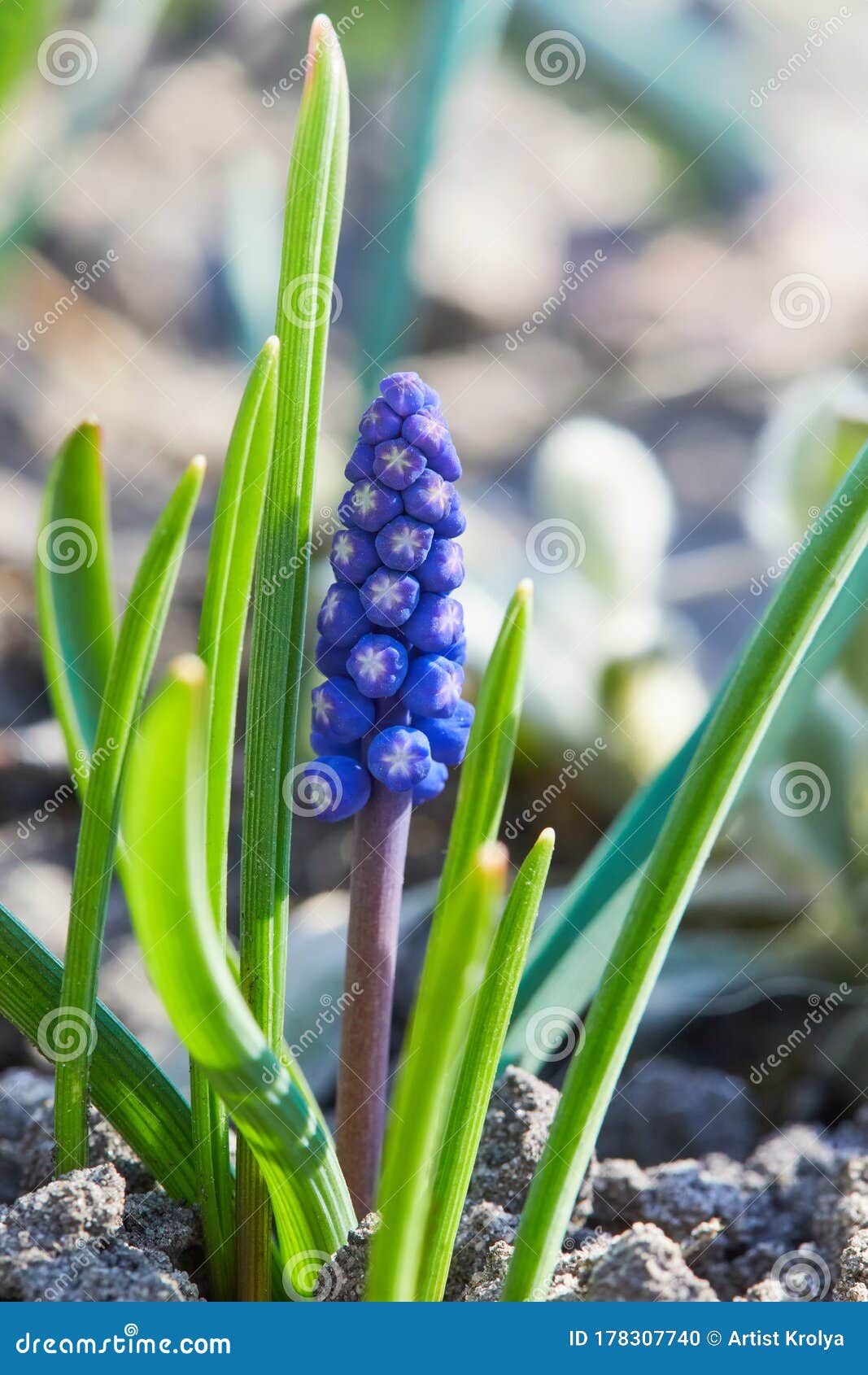 Muscari. Blue Spring Flower, Grape Hyacinth, Muscari Racemosum Stock ...