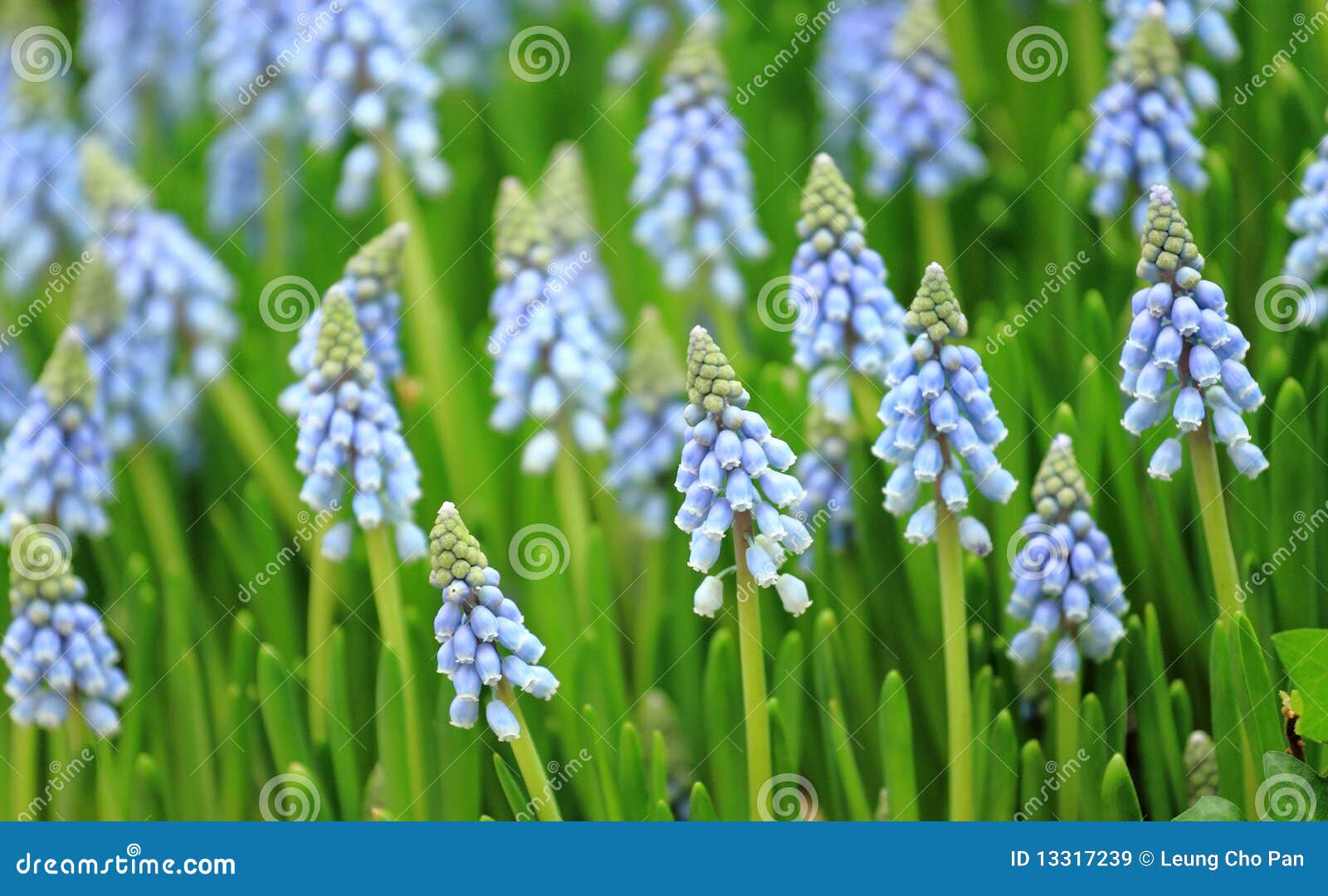 Muscari botryoides stock image. Image of flower, blue - 13317239