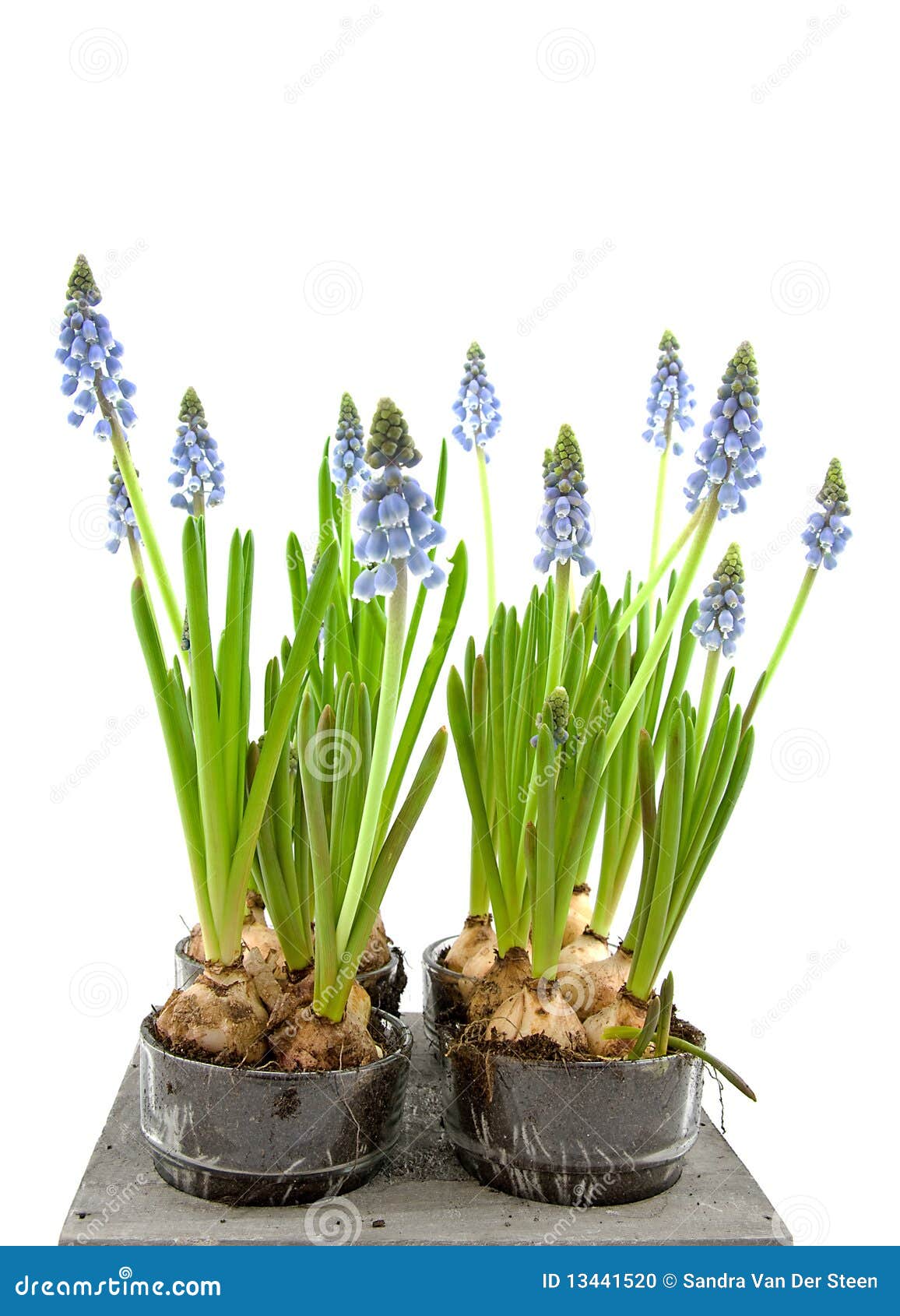 Muscari botryoides flowers stock photo. Image of grapes - 13441520