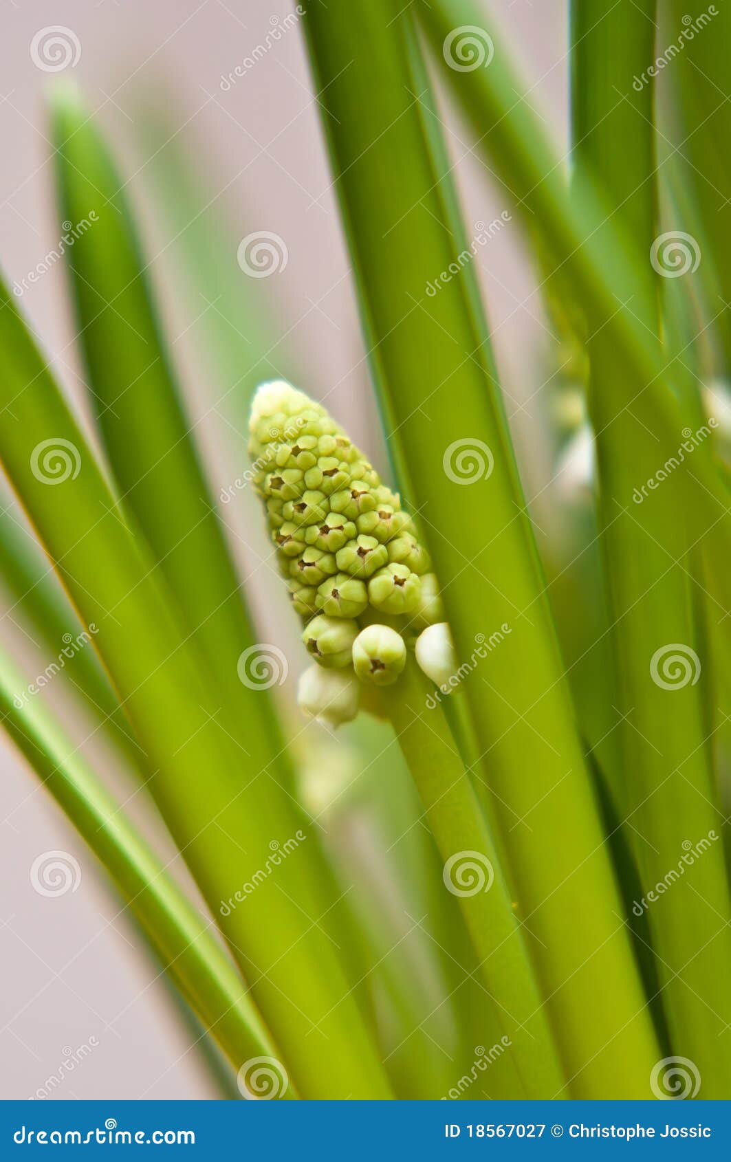 Muscari botryoides flowers stock image. Image of small - 18567027