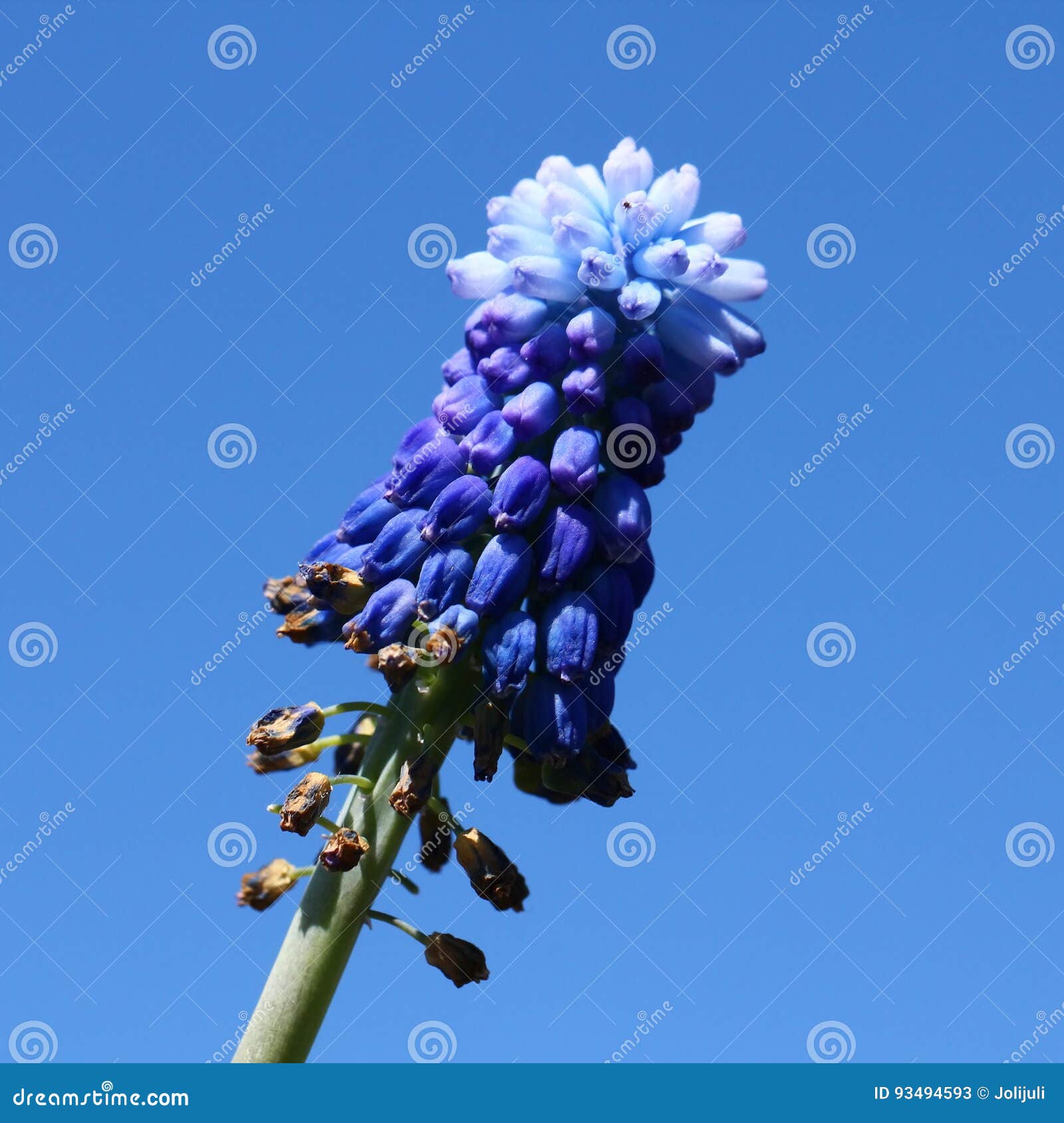 Muscari flower close-up stock image. Image of bright - 93494593
