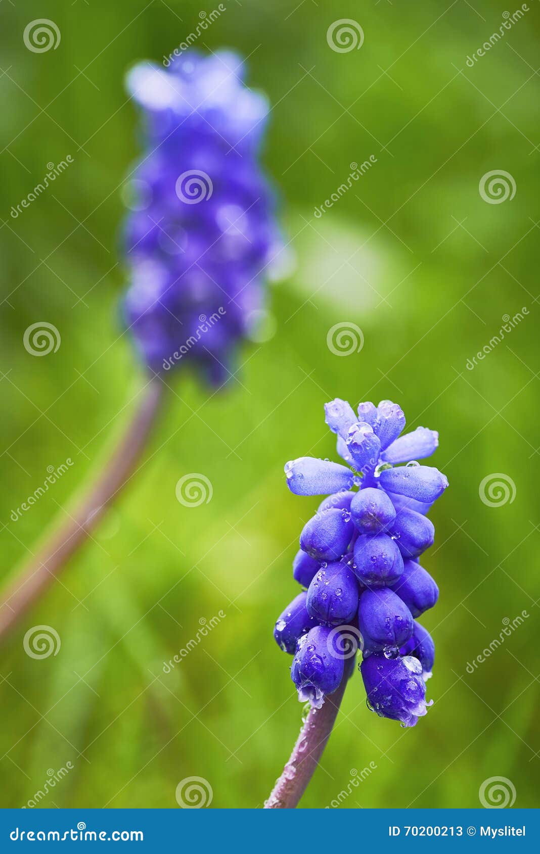 Muscari flower stock image. Image of decorative, colorful - 70200213
