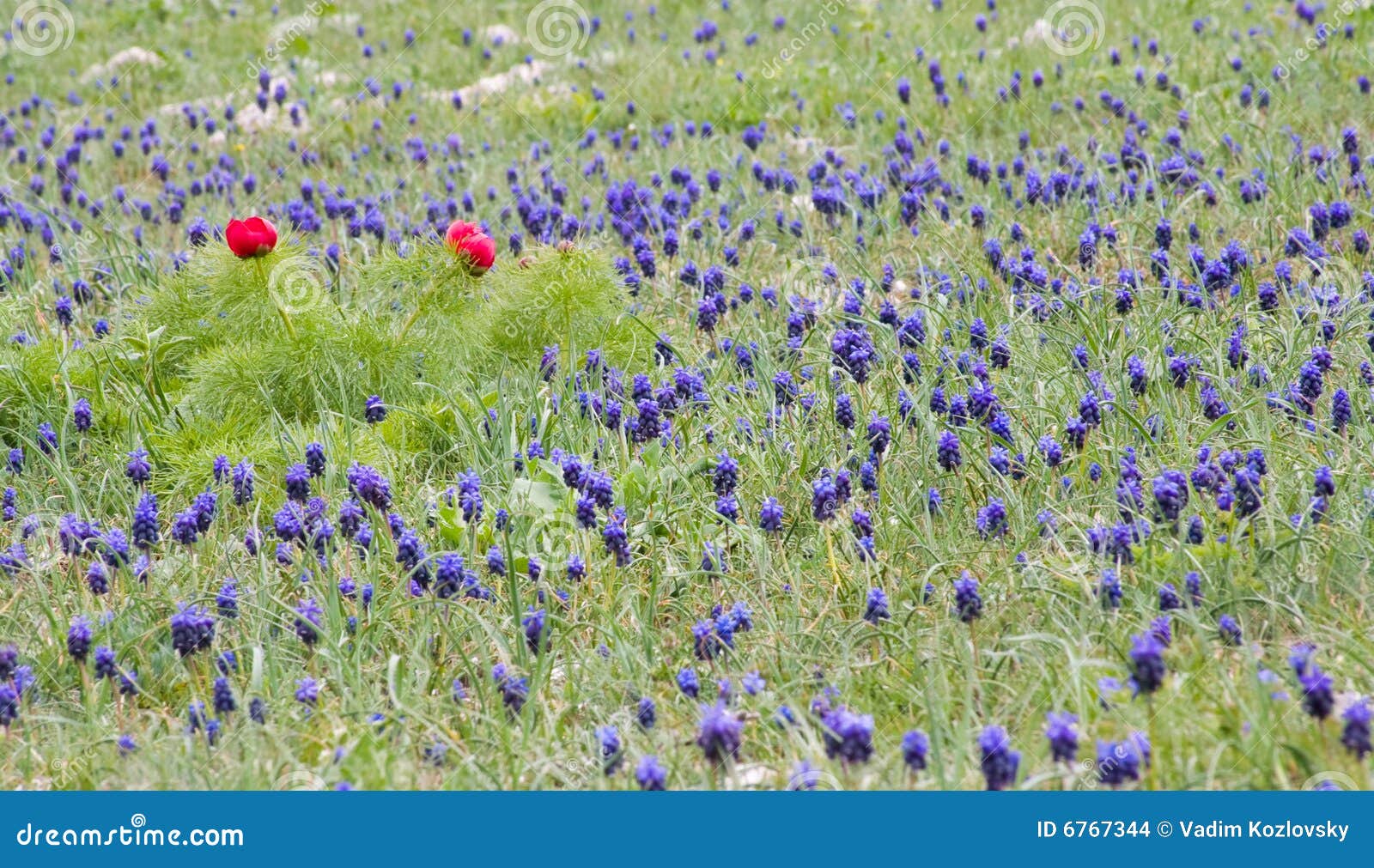 Muscari flowers stock photo. Image of plant, stalk, blossom - 6767344
